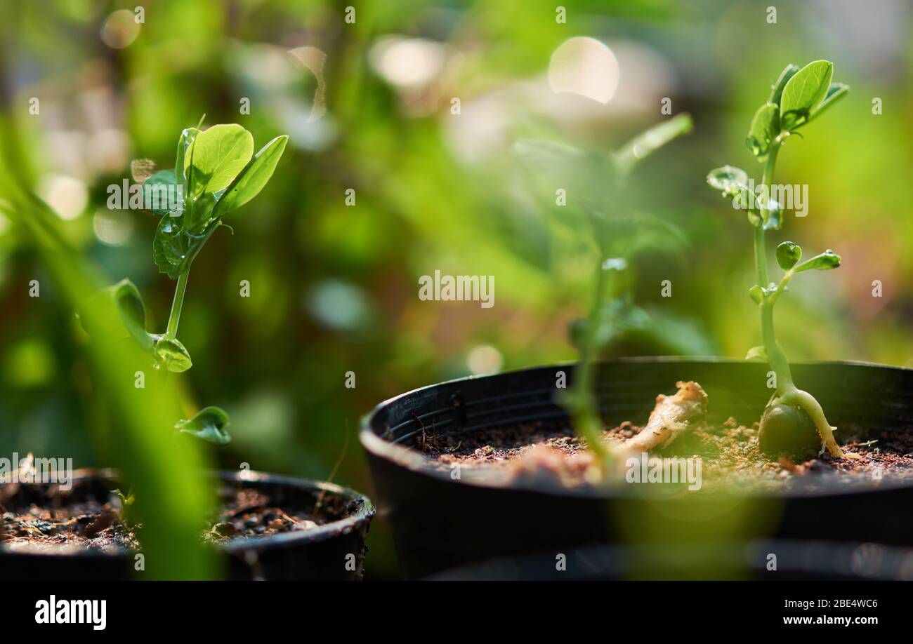 Pea Seedling High Resolution Stock Photography and Images - Alamy