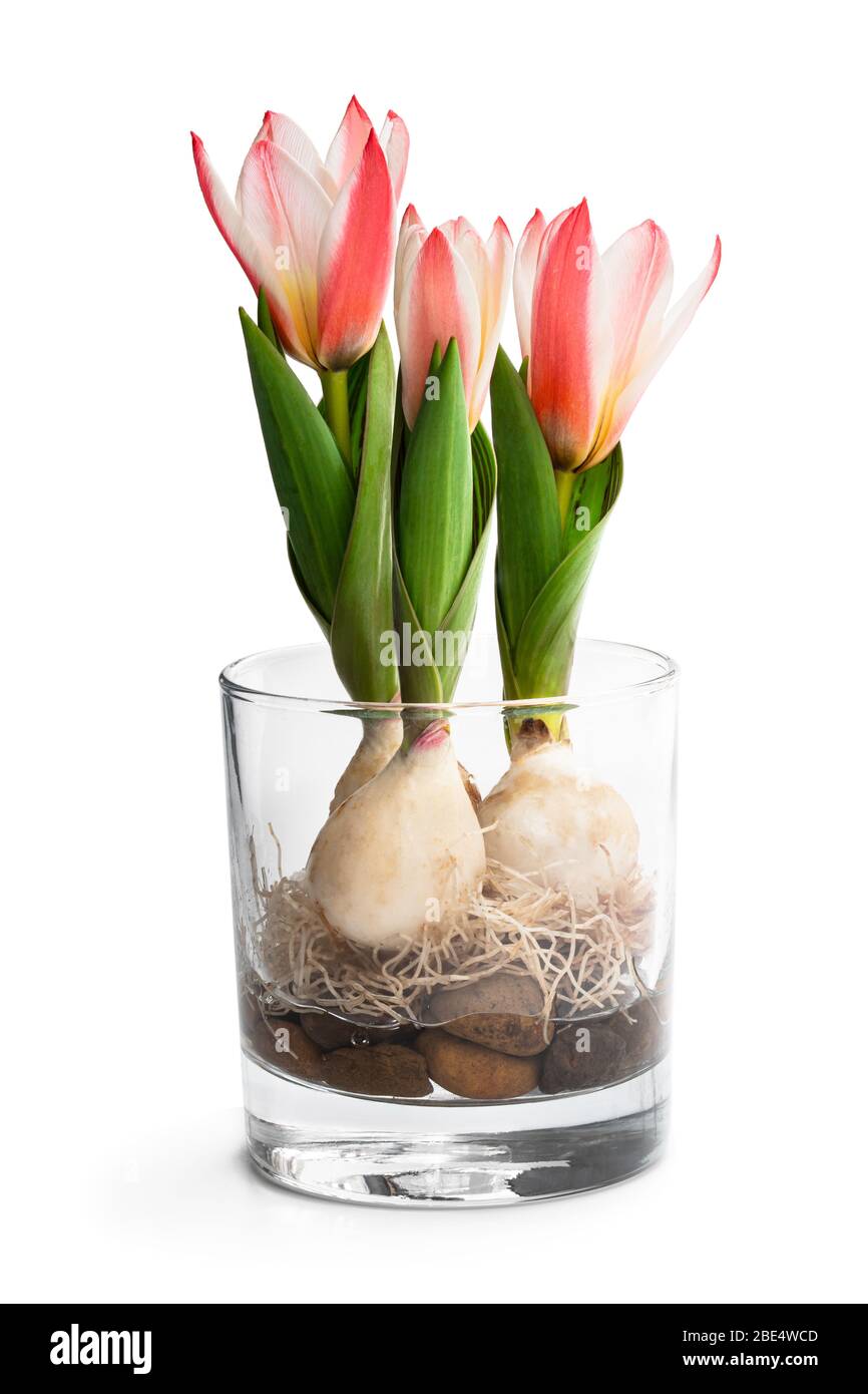 Growing at indoor garden Cut Out Stock Images & Pictures - Alamy