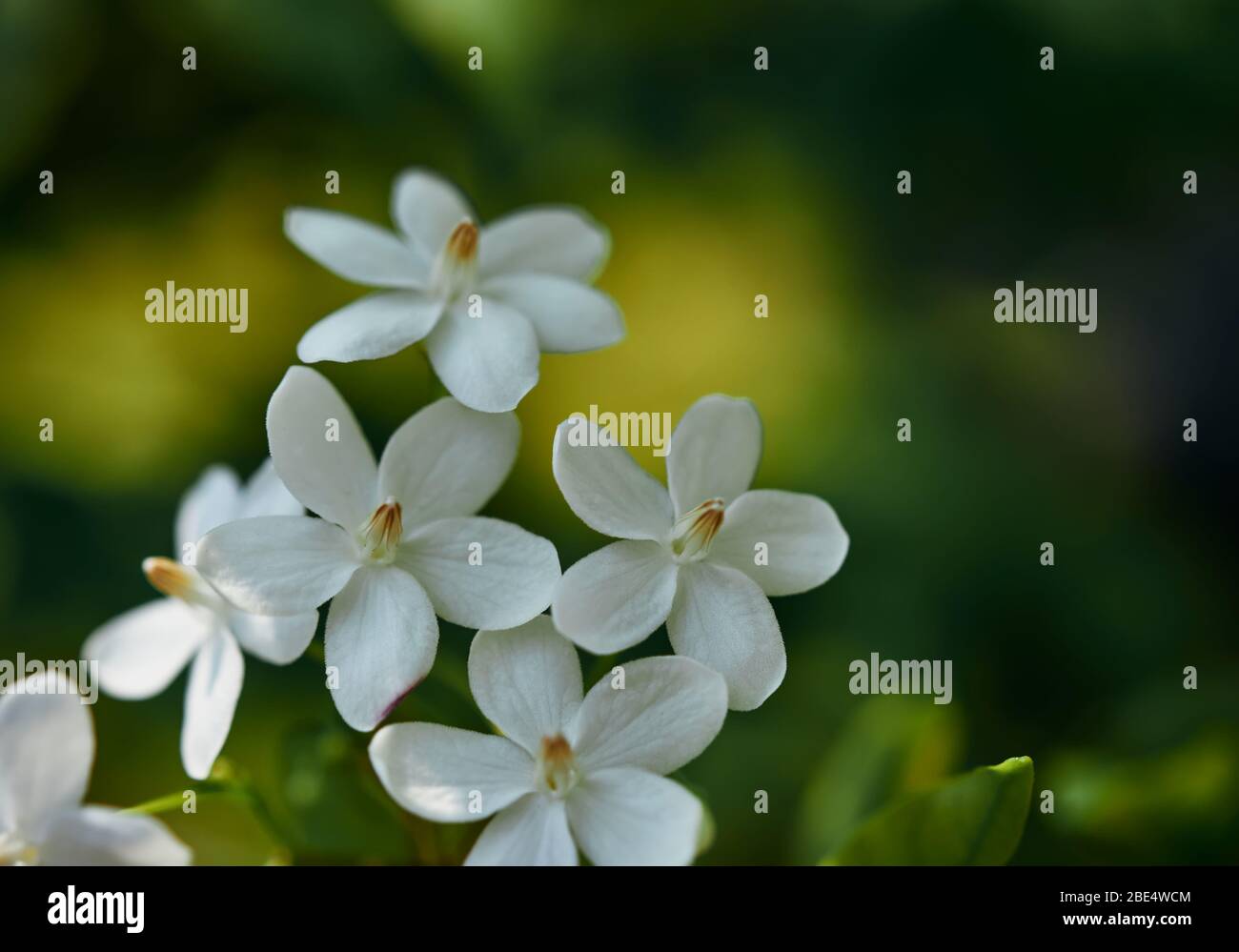 Close-up view of little life flower Stock Photo - Alamy