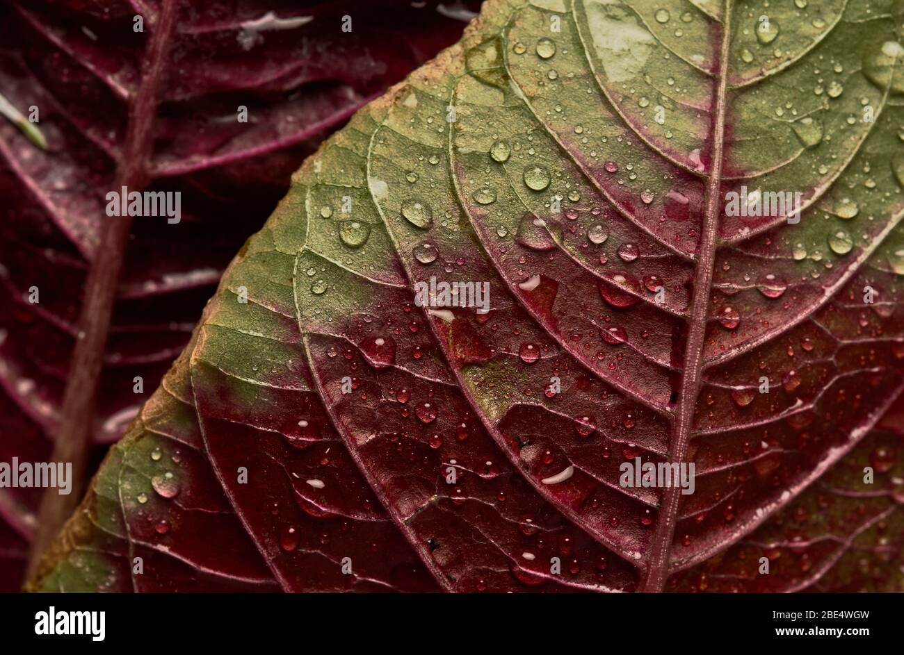 Red amaranth leaves hi-res stock photography and images - Alamy