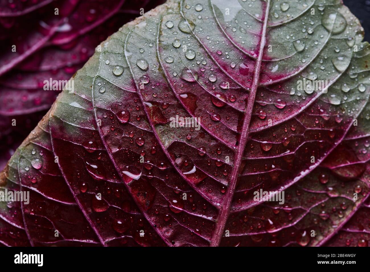 Red amaranth spinach plant hi-res stock photography and images - Alamy