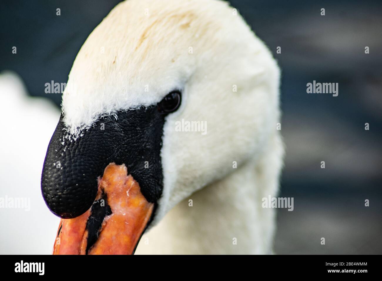 Swan close hi-res stock photography and images - Alamy