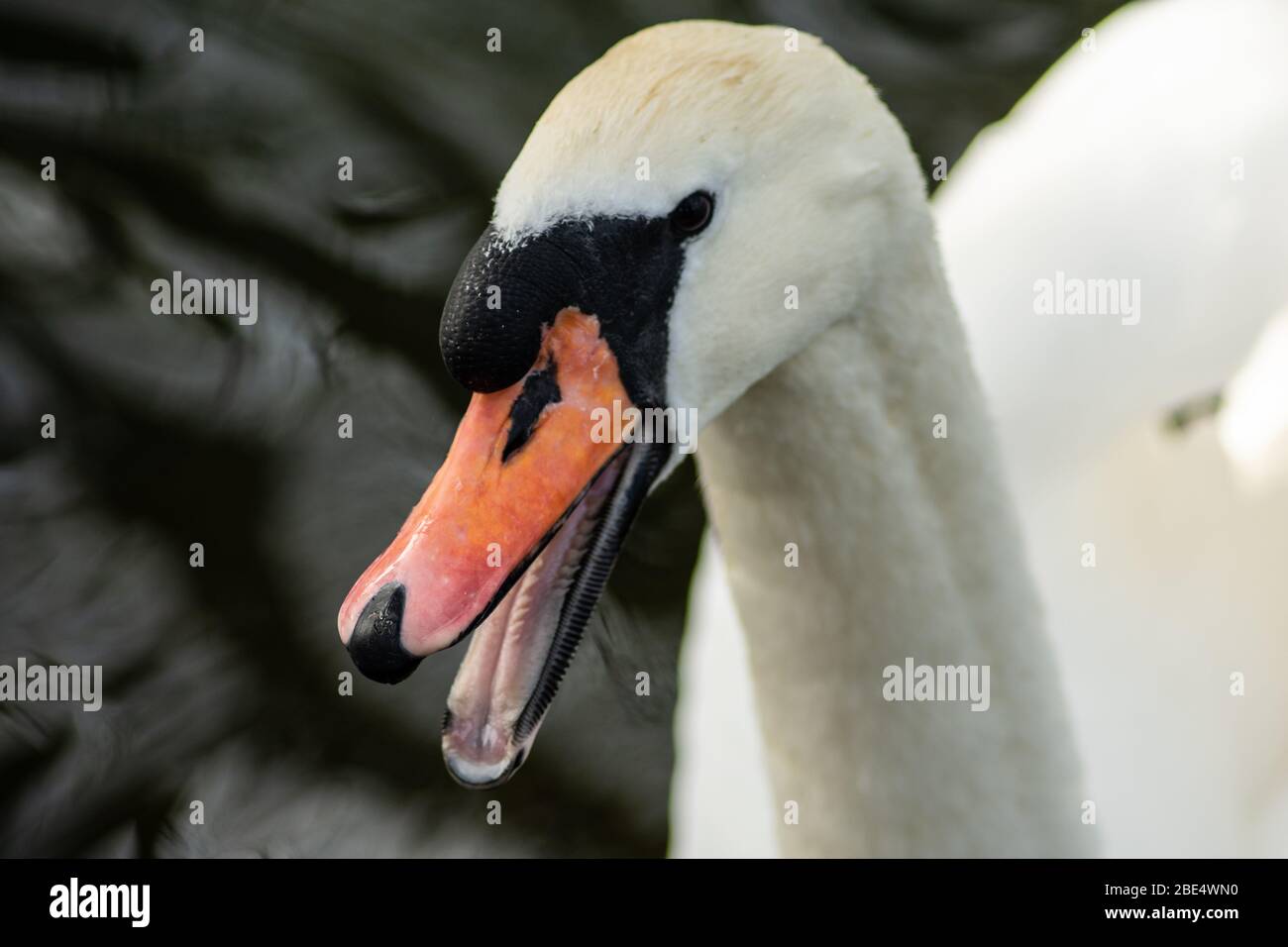 Adult swan close up Stock Photo - Alamy