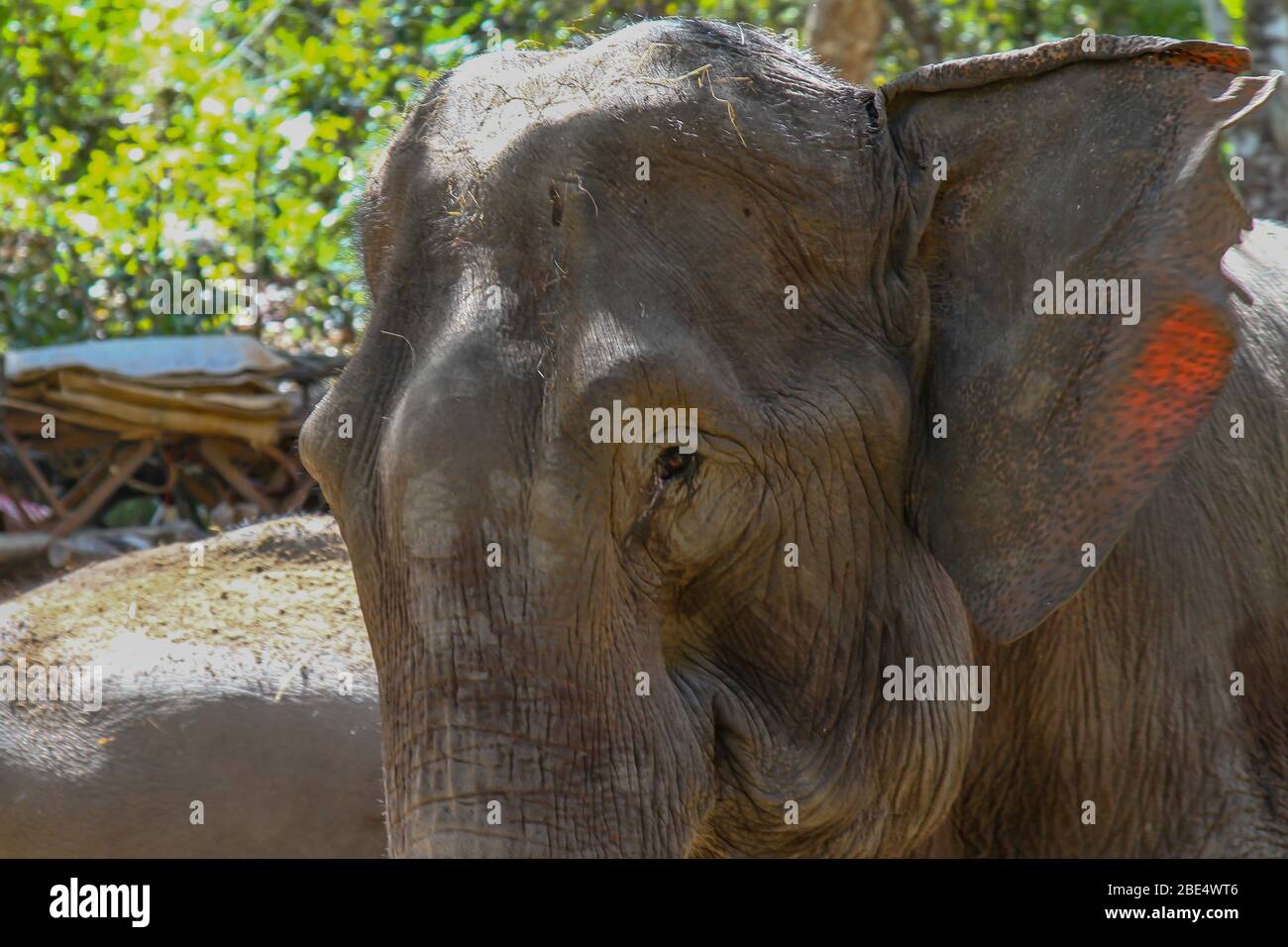 Portrait of an old elephant in Thailand Stock Photo - Alamy