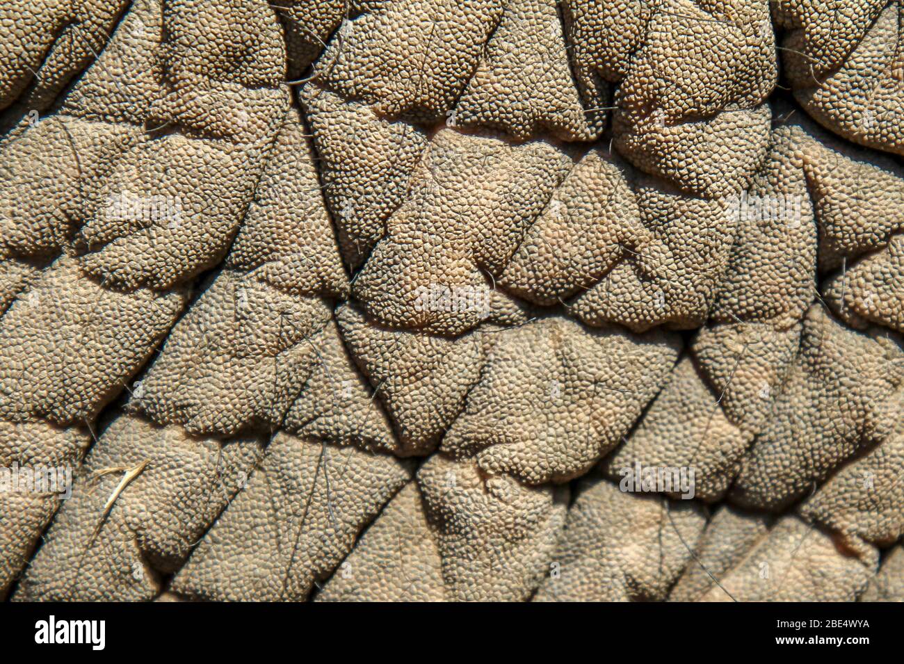 Elephant skin pattern hi-res stock photography and images - Alamy