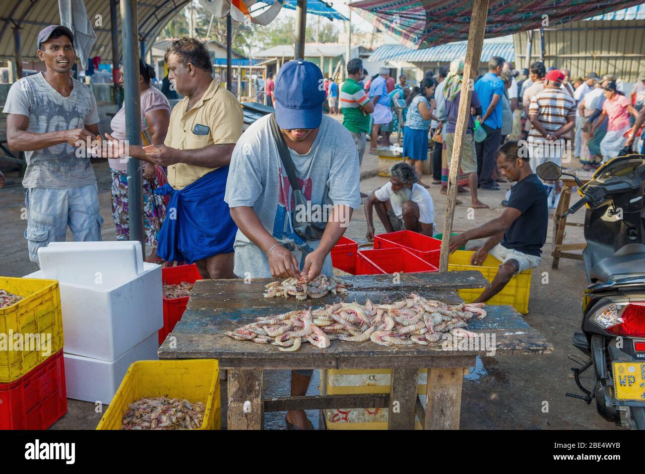 Fresh fish market in negombo hi-res stock photography and images - Alamy