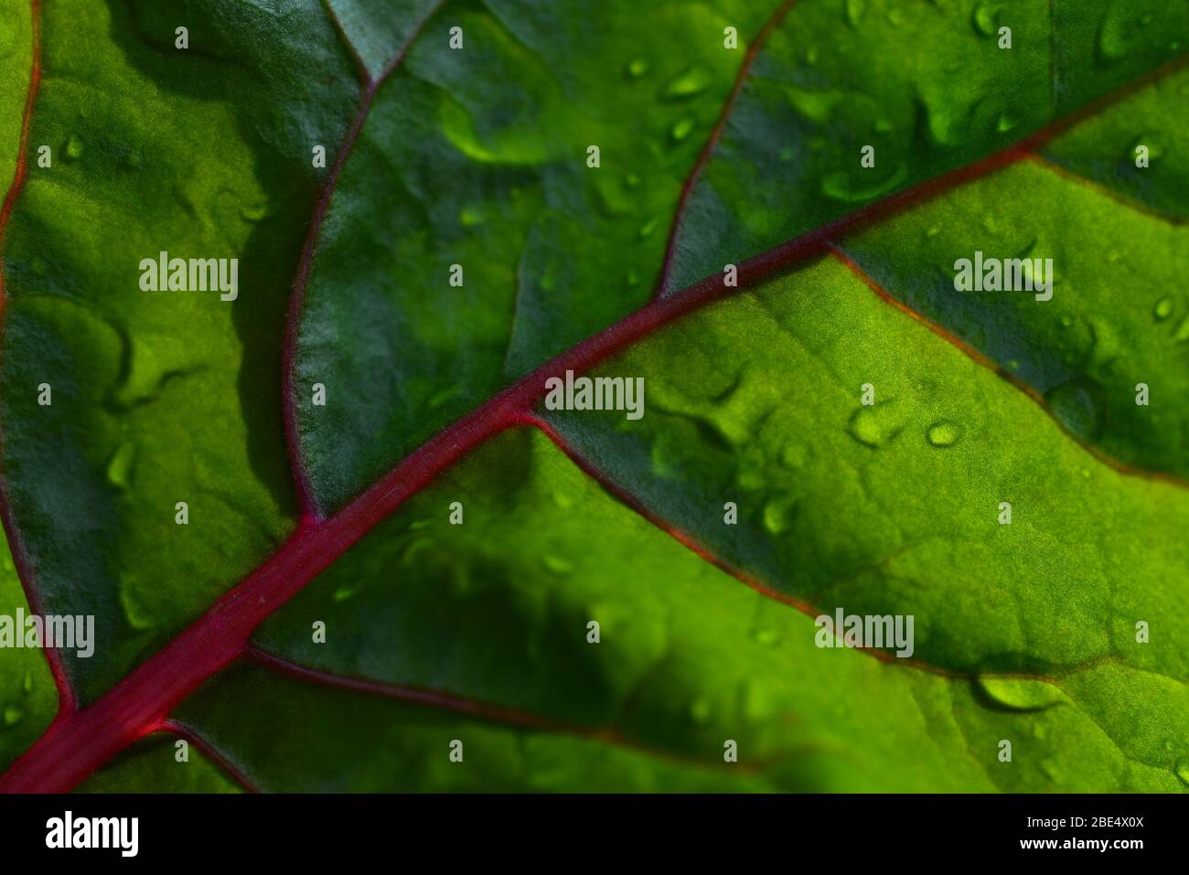 Vegetable leaf hi-res stock photography and images - Alamy