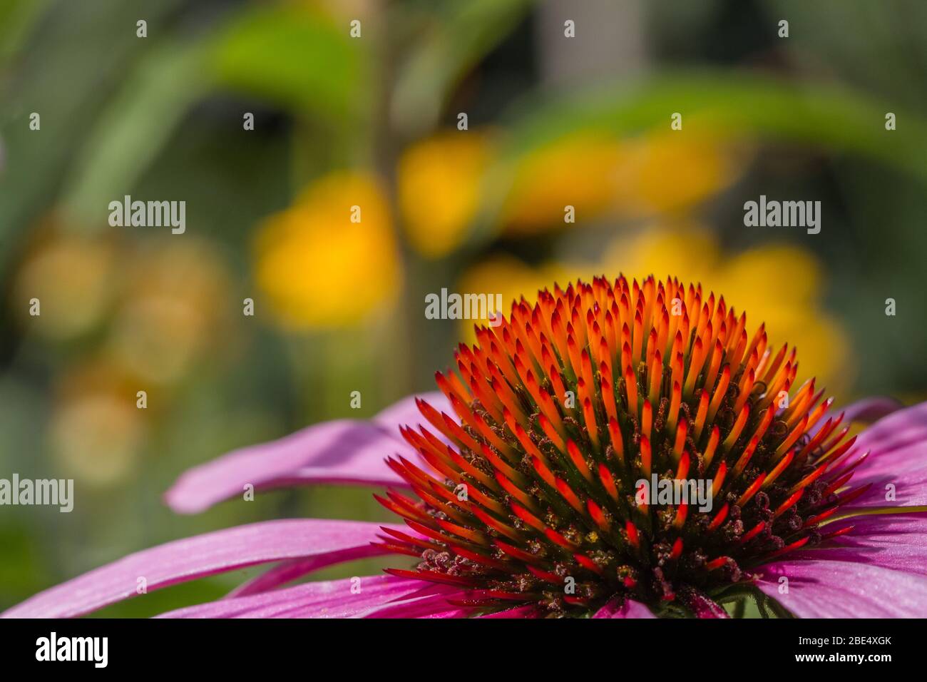 Coneflower close up hi-res stock photography and images - Alamy