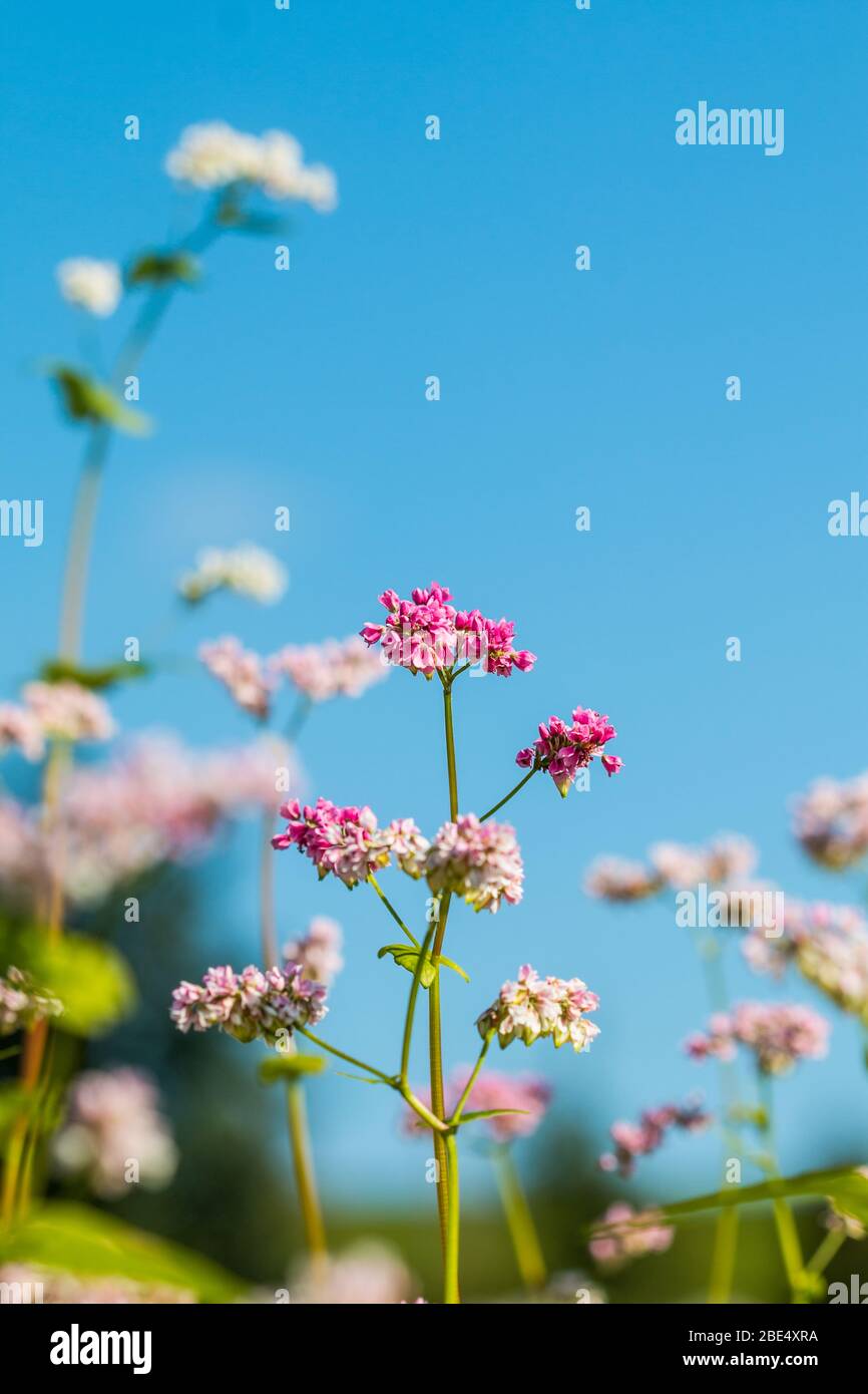 Blooming field of buckwheat on last summer days Stock Photo - Alamy