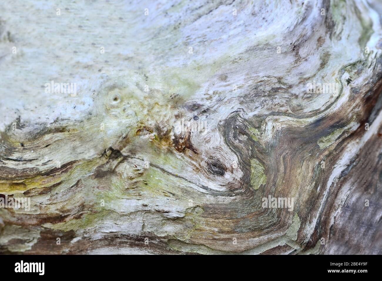 complex intricate texture on the cut of an old tree, vintage background ...