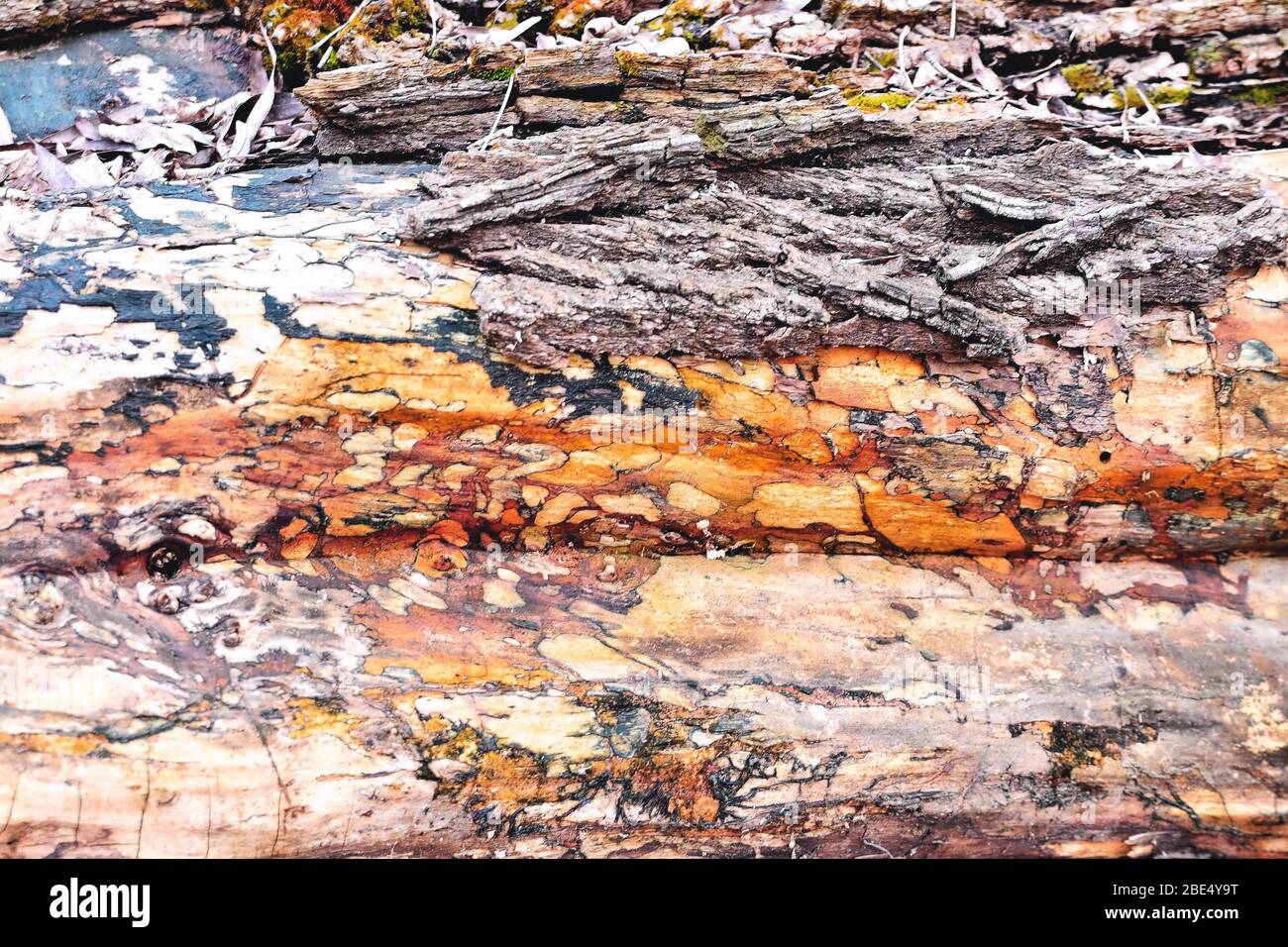 surface of an old tree of heterogeneous structure, vintage texture ...