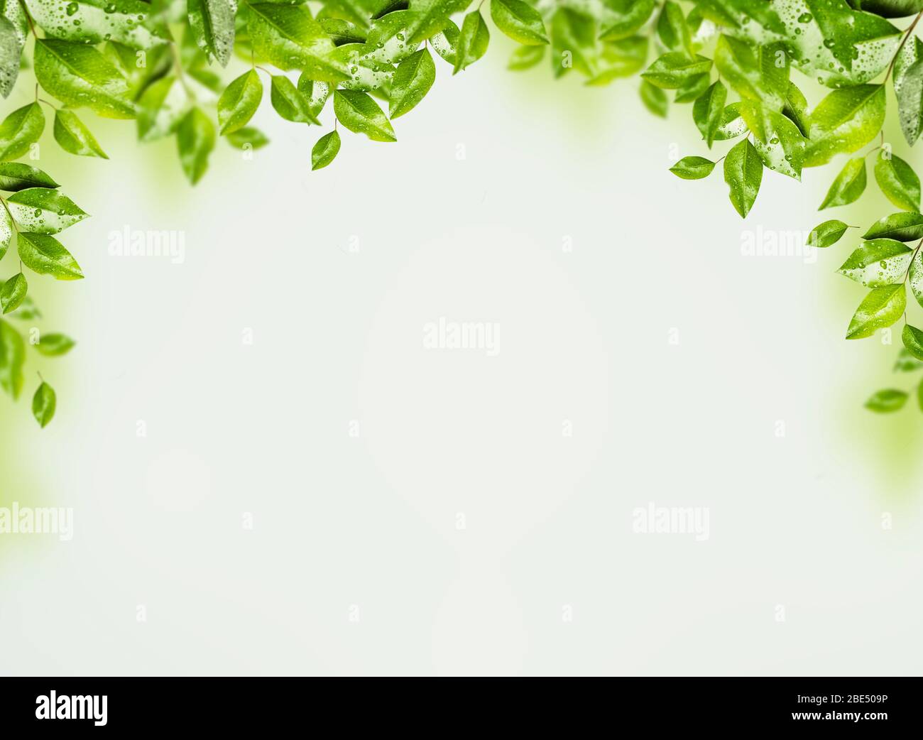 Frame of beautiful green leaves and branches at light mint background ...