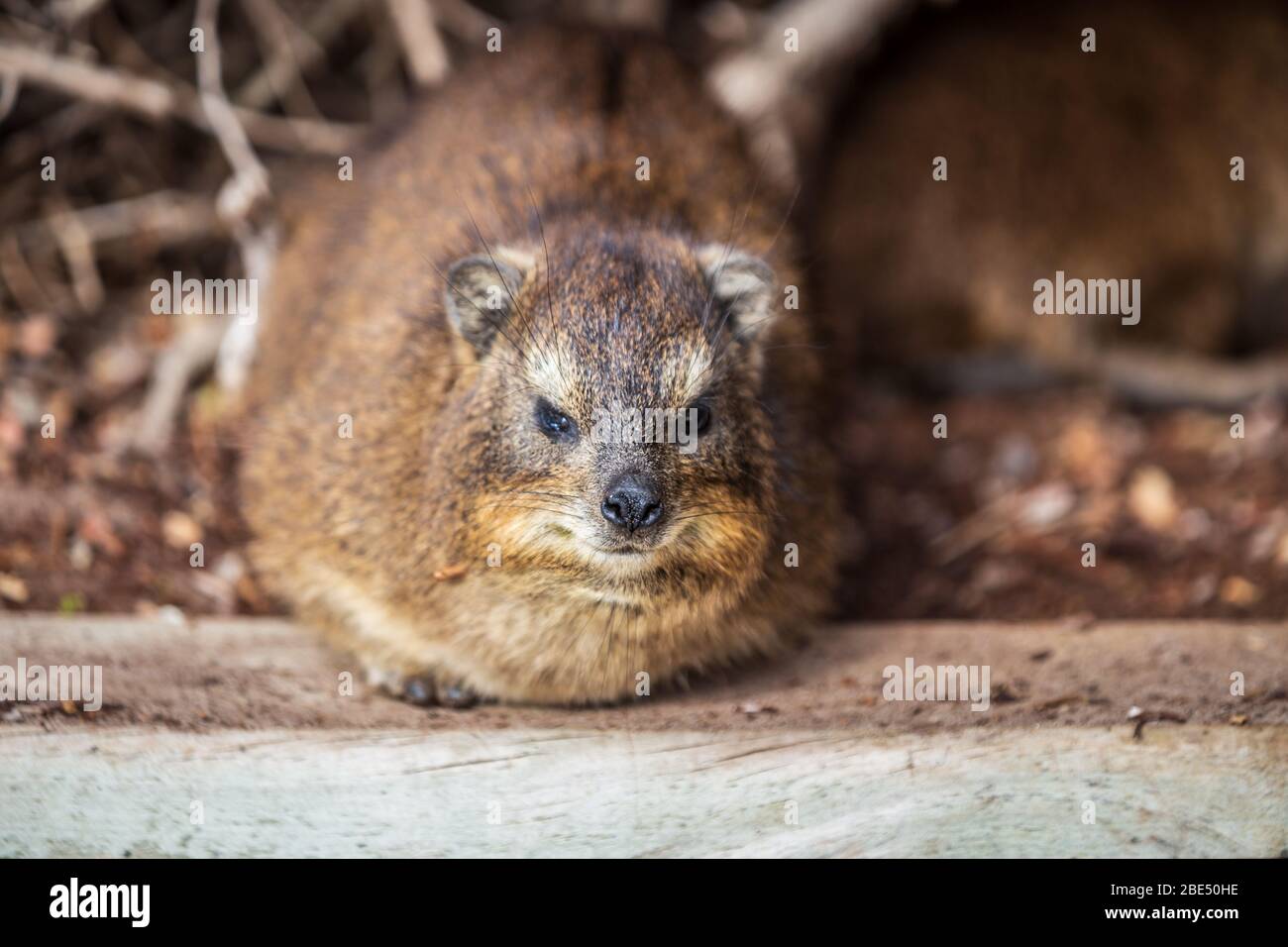 Close-up photo of Hyrax in South Africa Stock Photo - Alamy