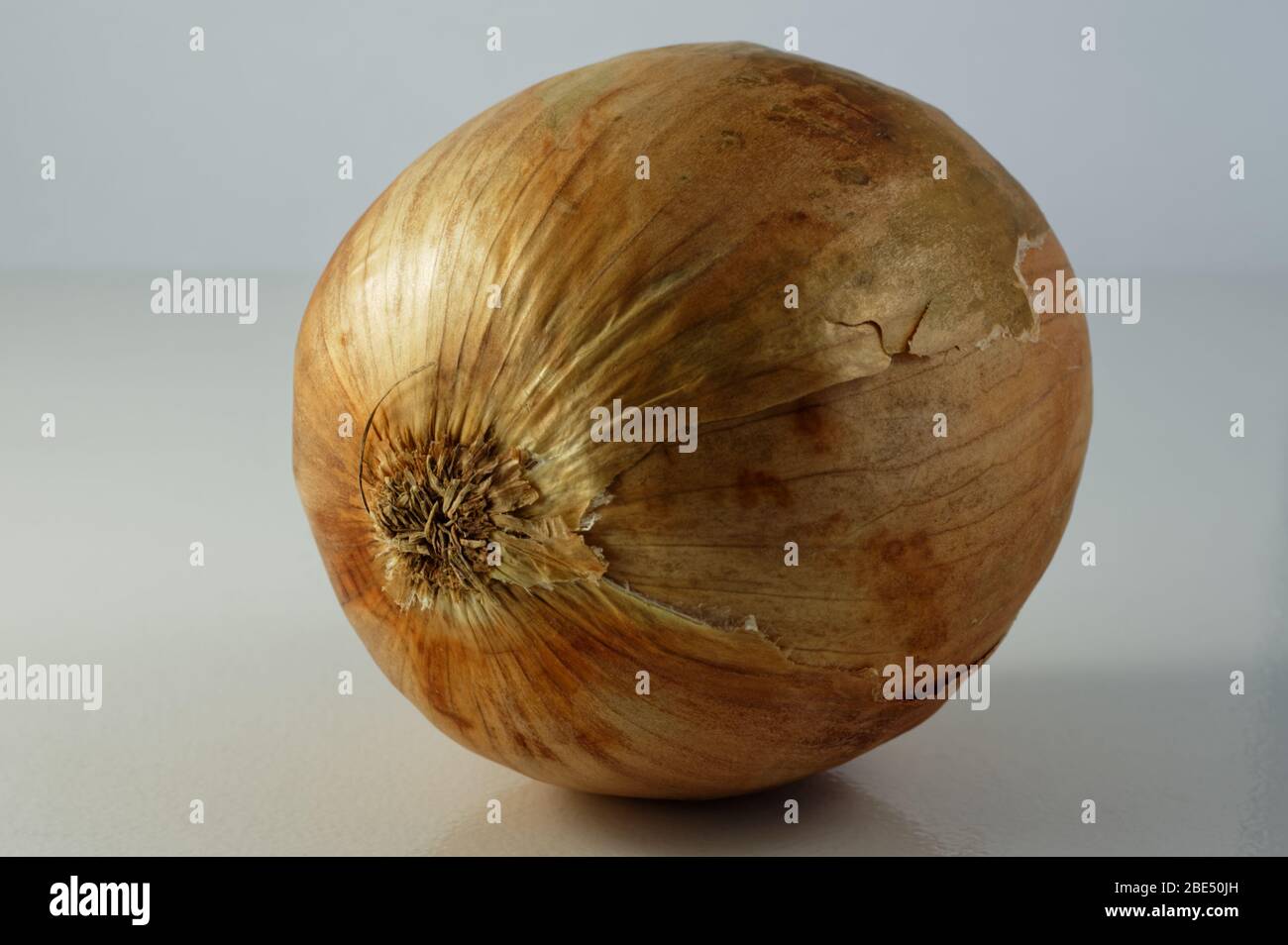 A brown onion with its papery skin ready to be peeled and cooked Stock ...