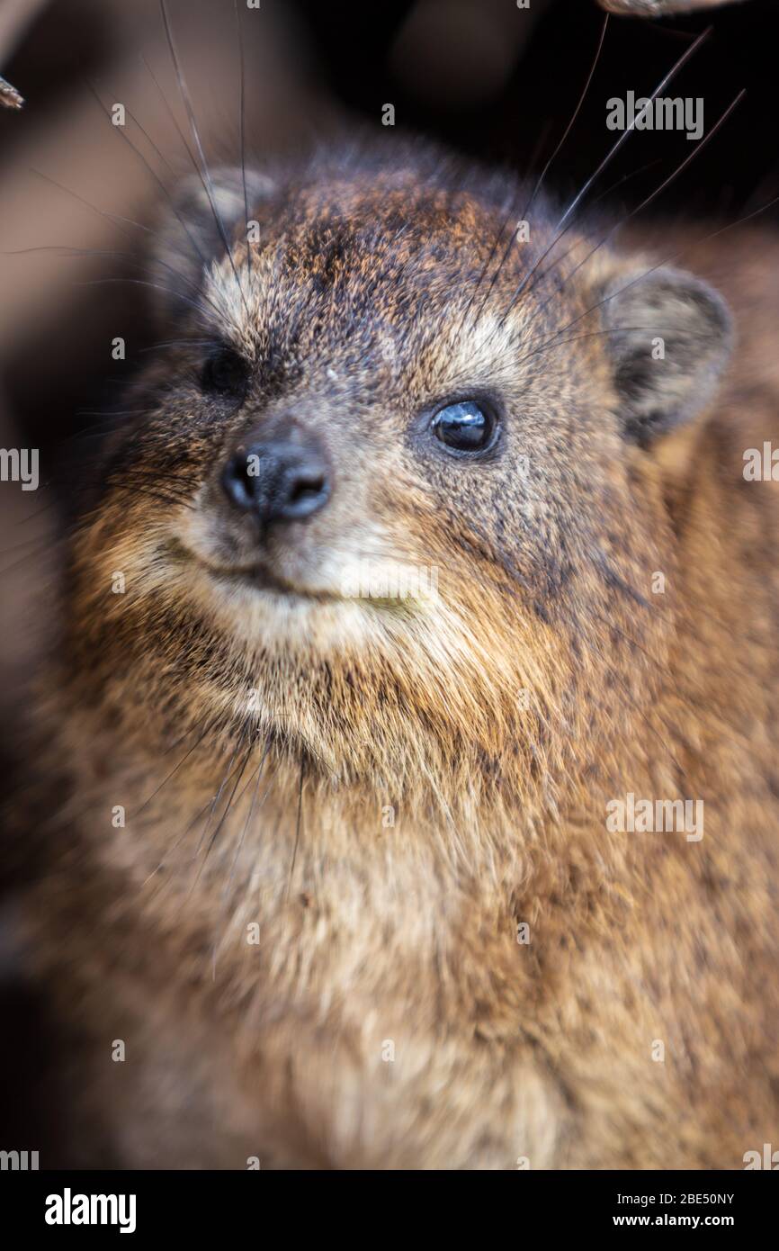 Close-up photo of Hyrax in South Africa Stock Photo - Alamy