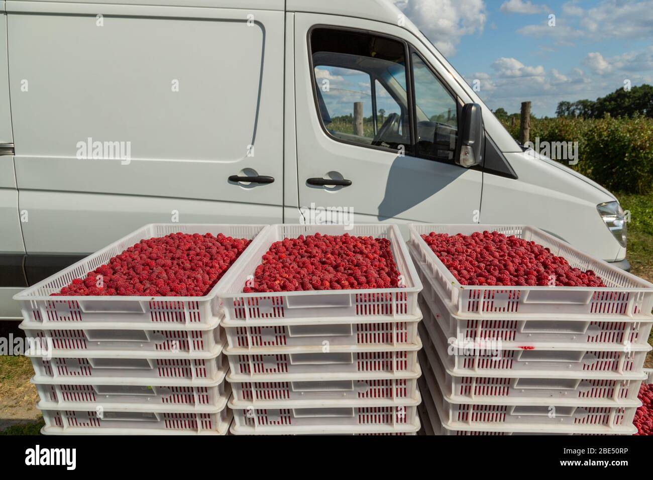 Harvesting raspberries. Ripe berries in white plastic crates loaded in ...