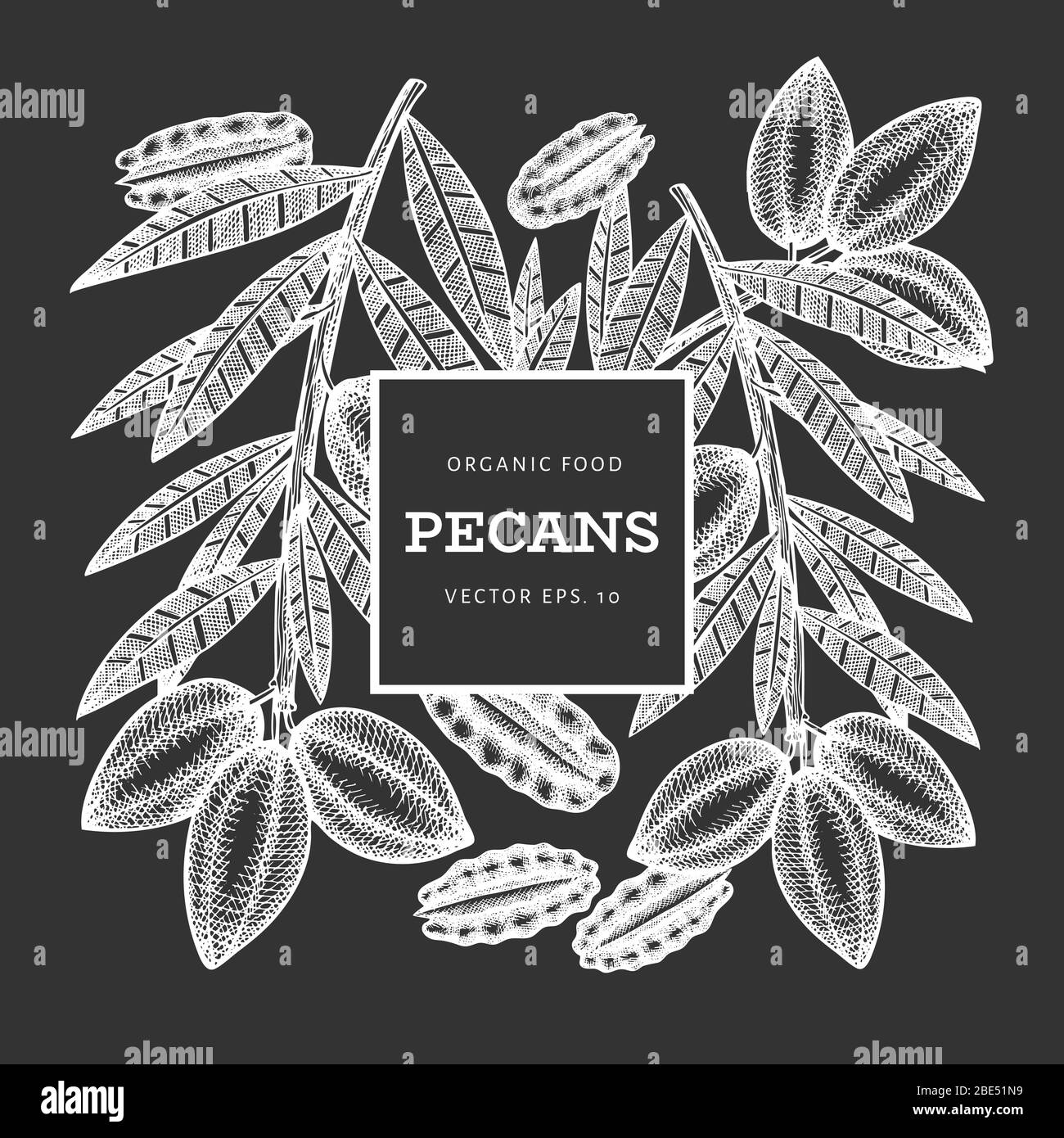Hand drawn pecan branch and kernels design template. Organic food ...
