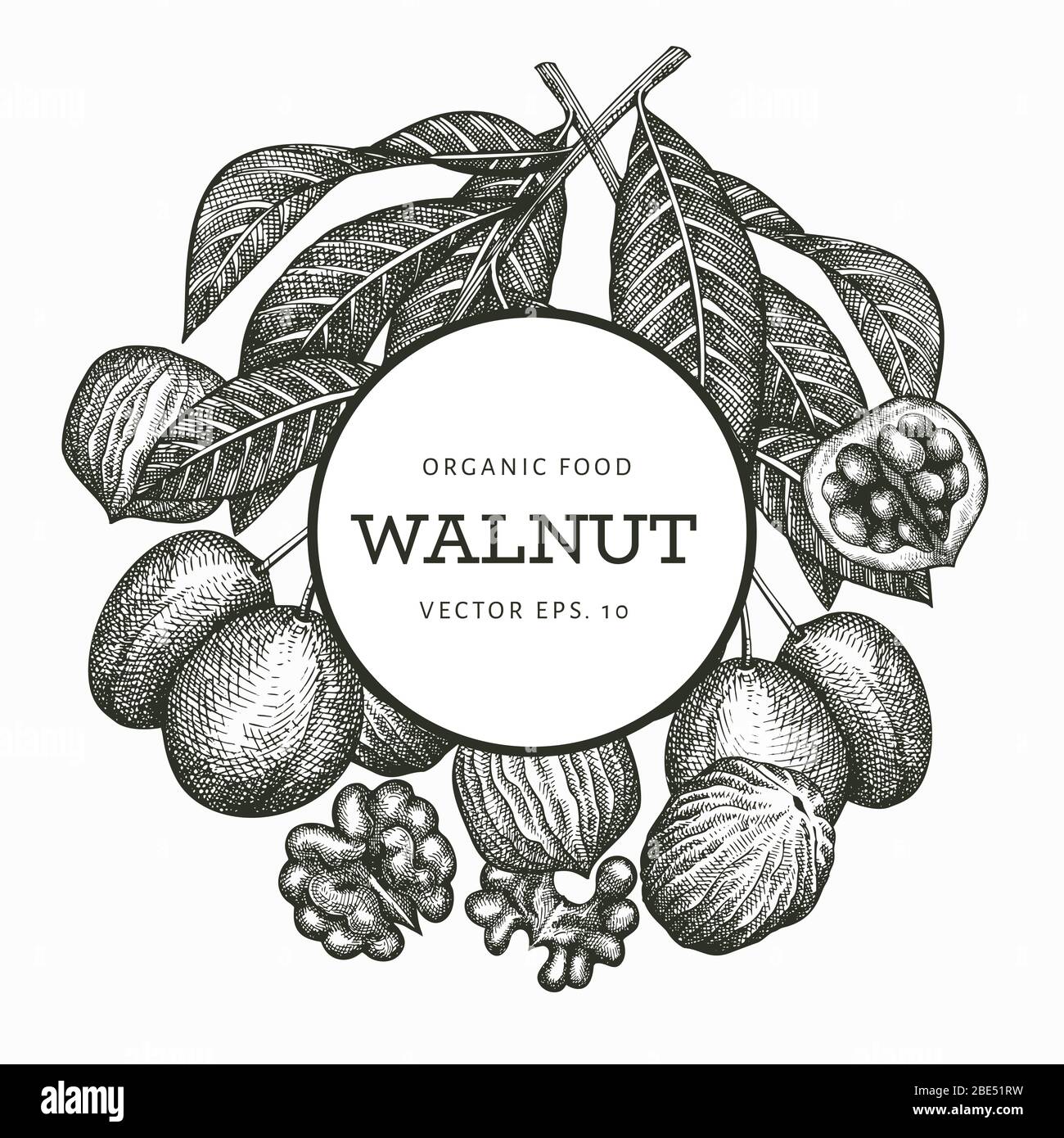 Hand drawn sketch walnut design template. Organic food vector ...
