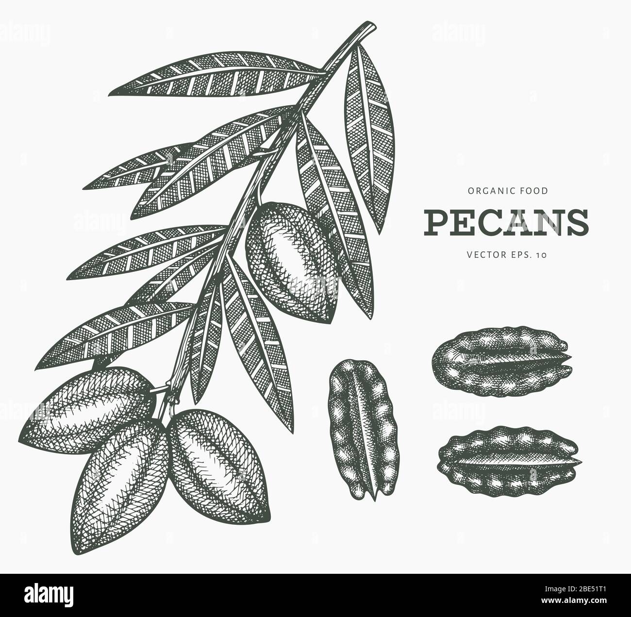 Hand drawn sketch pecan branch and kernels. Organic food vector ...