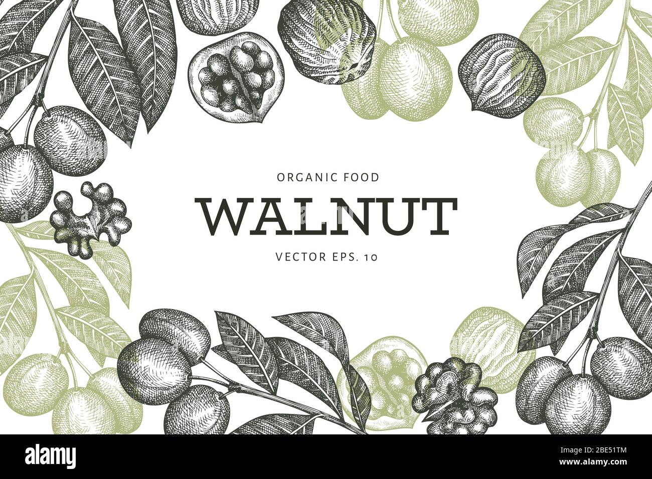 Hand drawn sketch walnut design template. Organic food vector ...