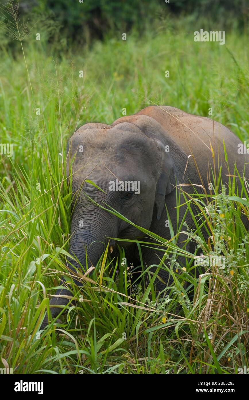 Wild young Ceylon elephant in the dense grass. Sri Lanka Stock Photo ...