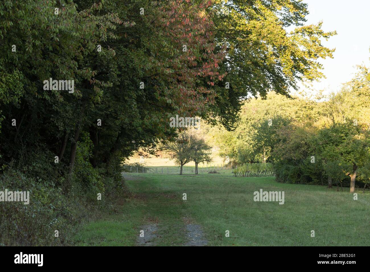 rural cart track through summer forest Stock Photo - Alamy
