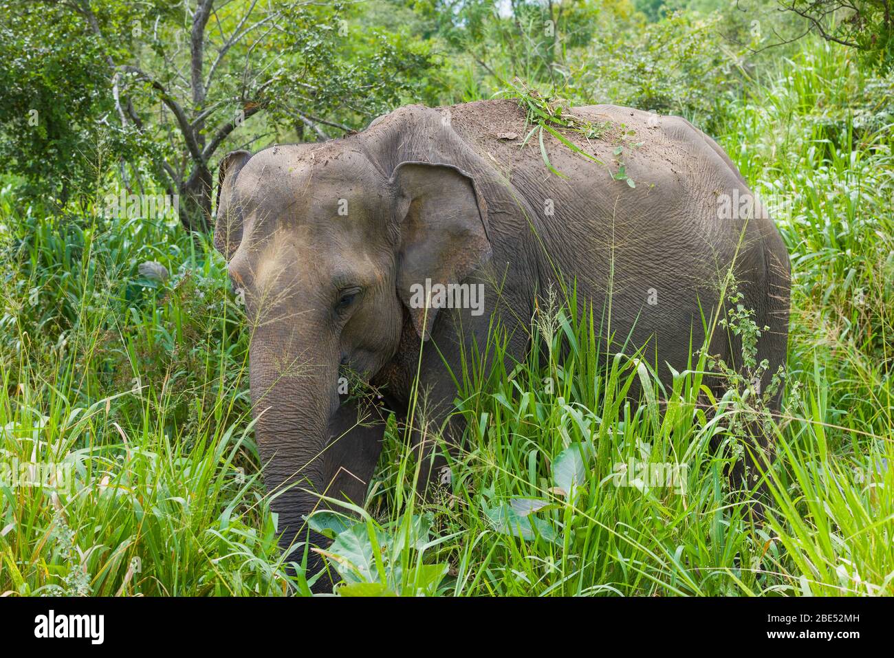 Wild Ceylon elephant in dense thickets. Sri Lanka Stock Photo - Alamy
