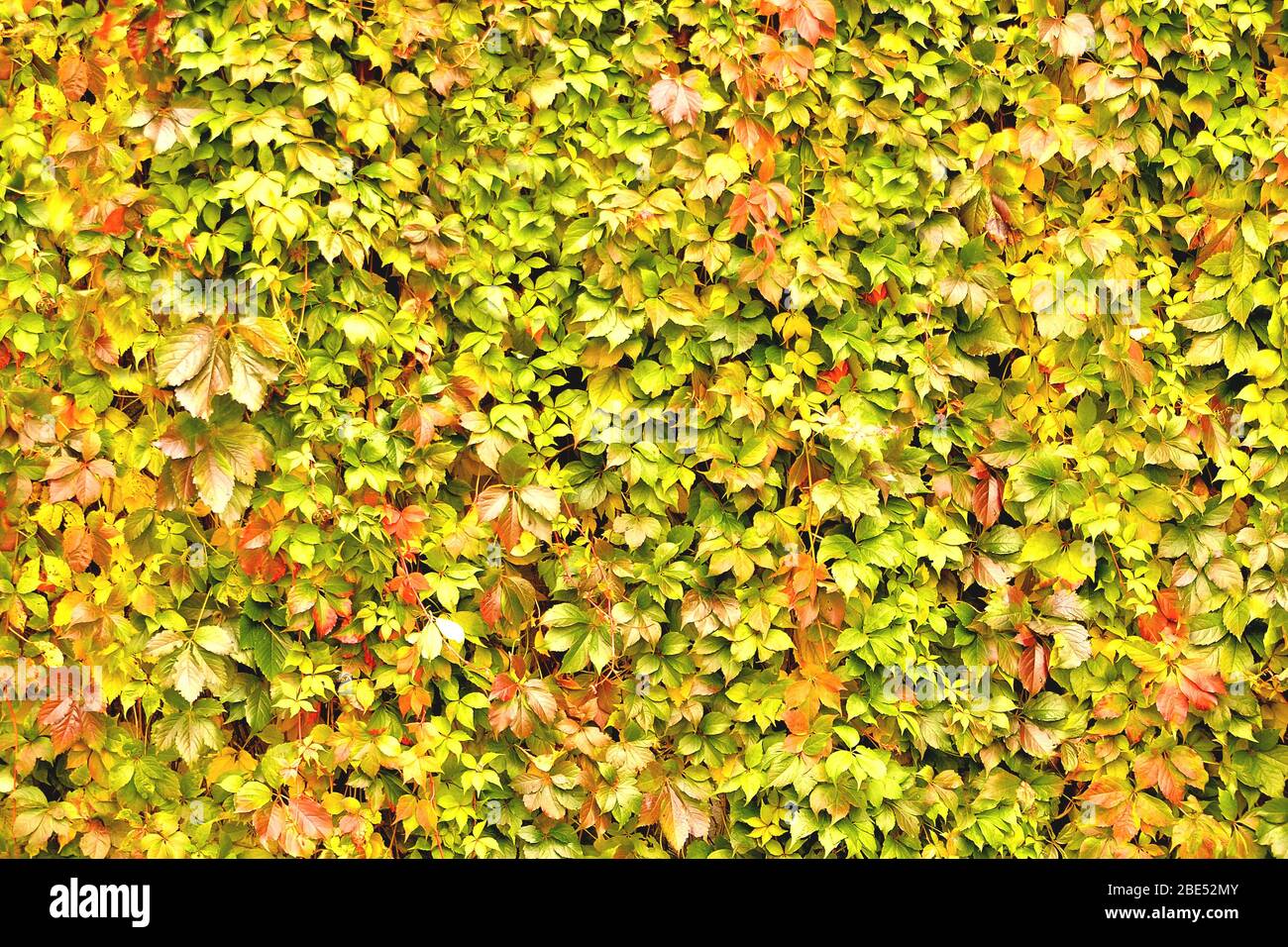 wall overgrown with climbing plant, wall texture of colorful leaves for ...