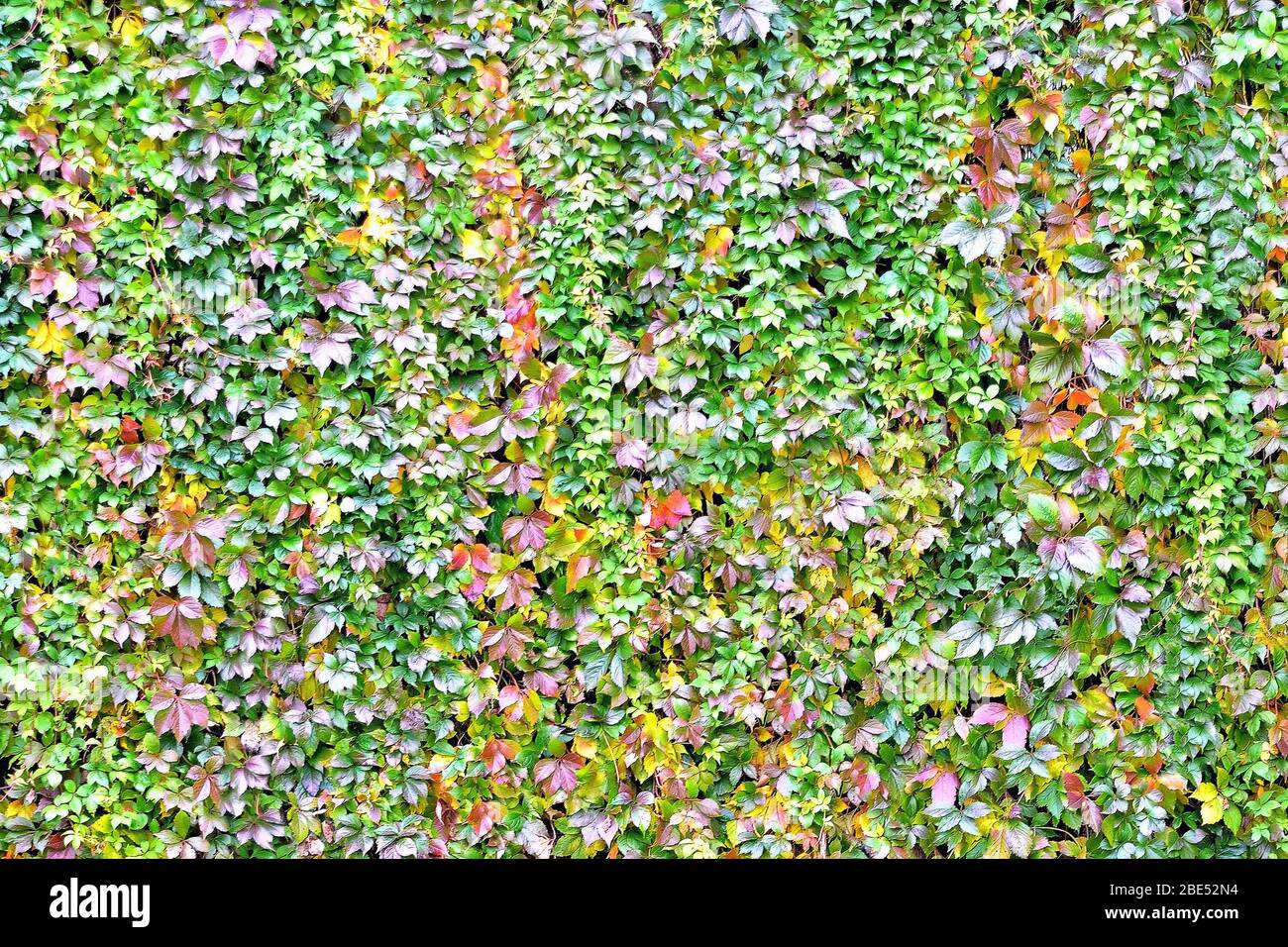 wall overgrown with climbing plant, wall texture of colorful leaves for ...