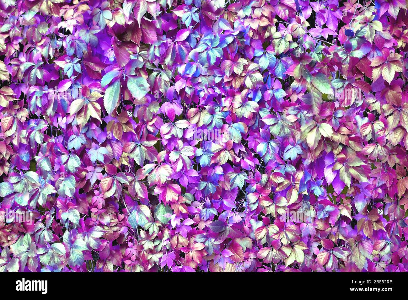 wall overgrown with climbing plant, wall texture of colorful leaves for ...