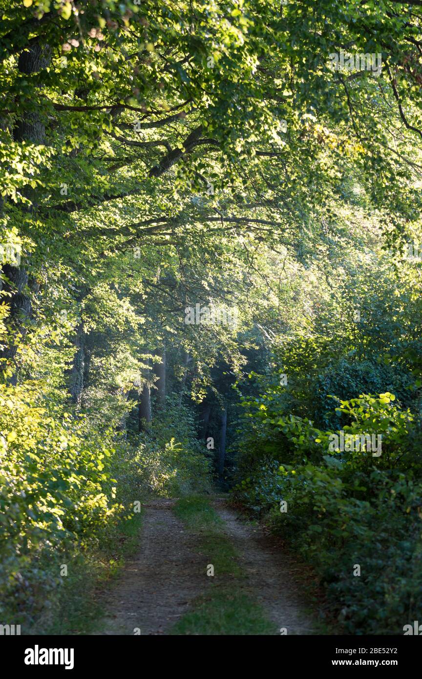 rural cart track through summer forest Stock Photo - Alamy
