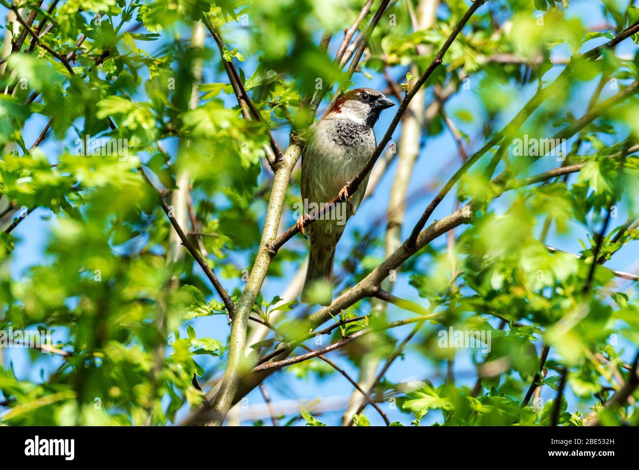 Sparrow spring hi-res stock photography and images - Alamy