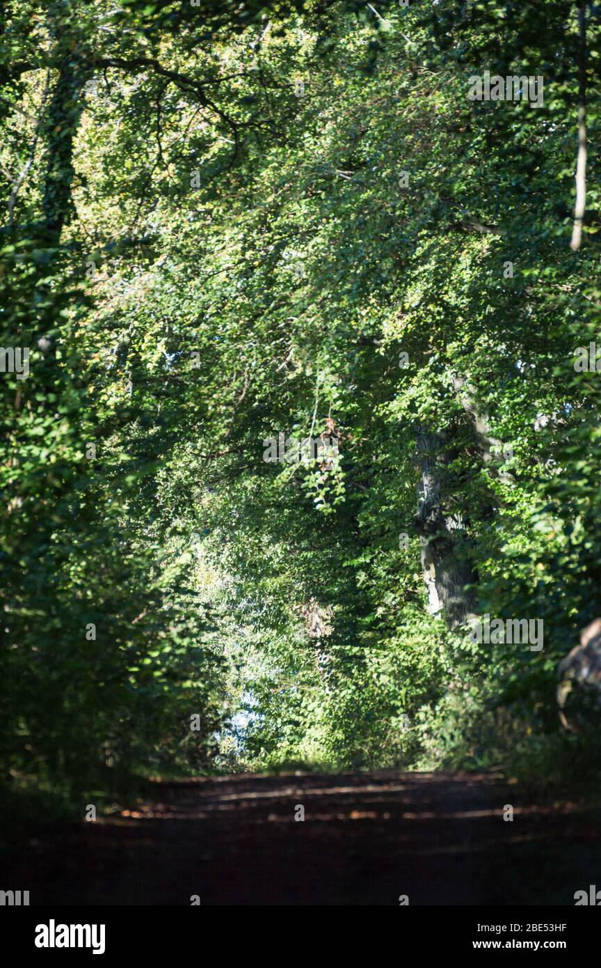 rural cart track through summer forest Stock Photo - Alamy