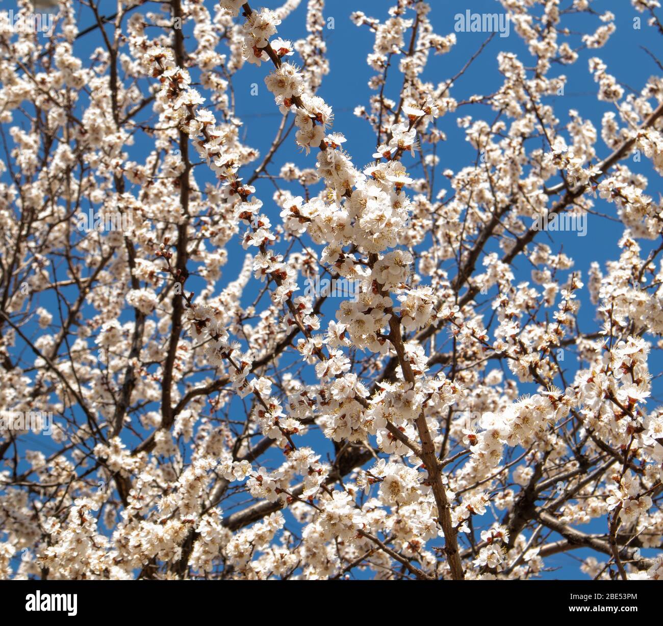Apricot cherry blossom hi-res stock photography and images - Alamy