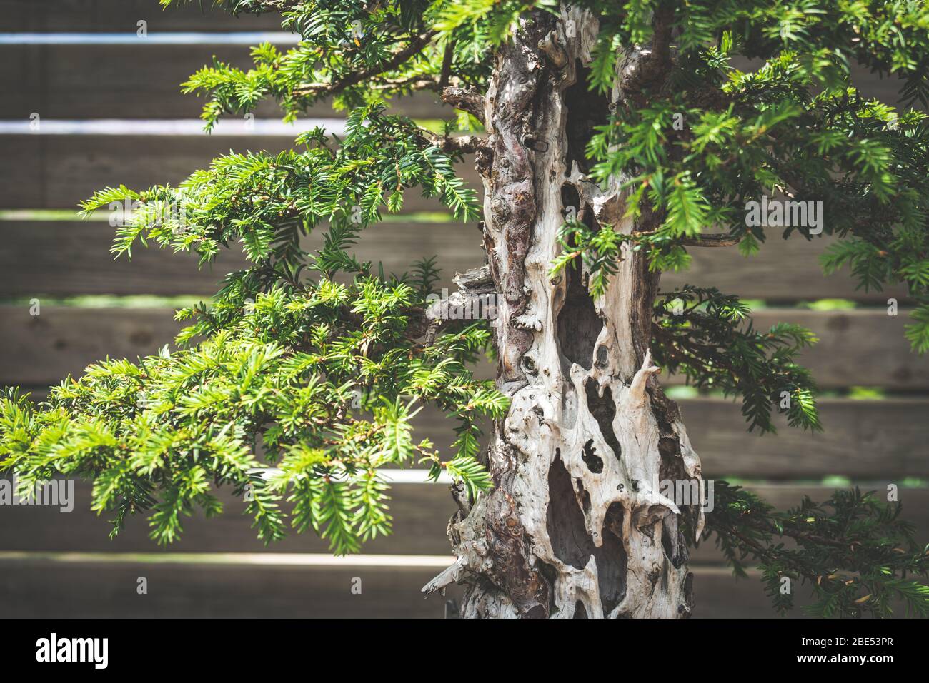 Branches and bark of an old Yew bonsai tree also known as Taxus Baccata ...