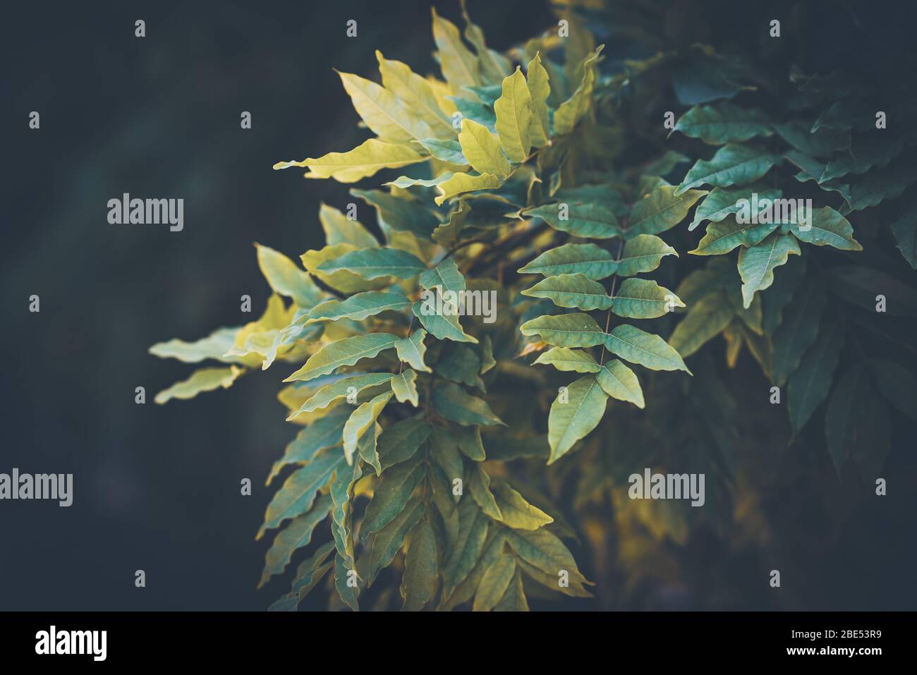 Pinnate compound leaves hi-res stock photography and images - Alamy