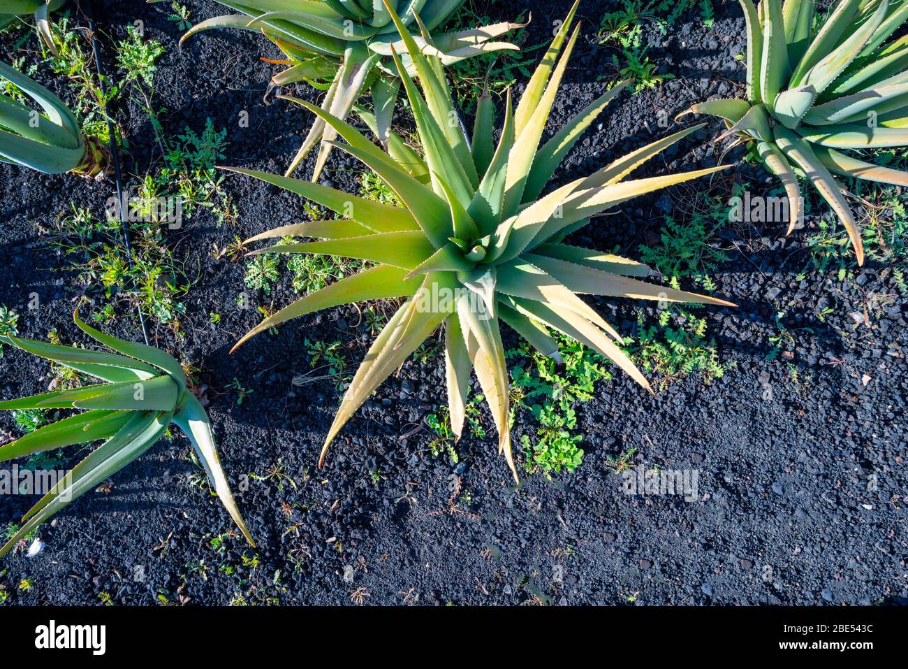 Plantation of medicinal aloe vera plant in the Canary Islands. Aloe ...