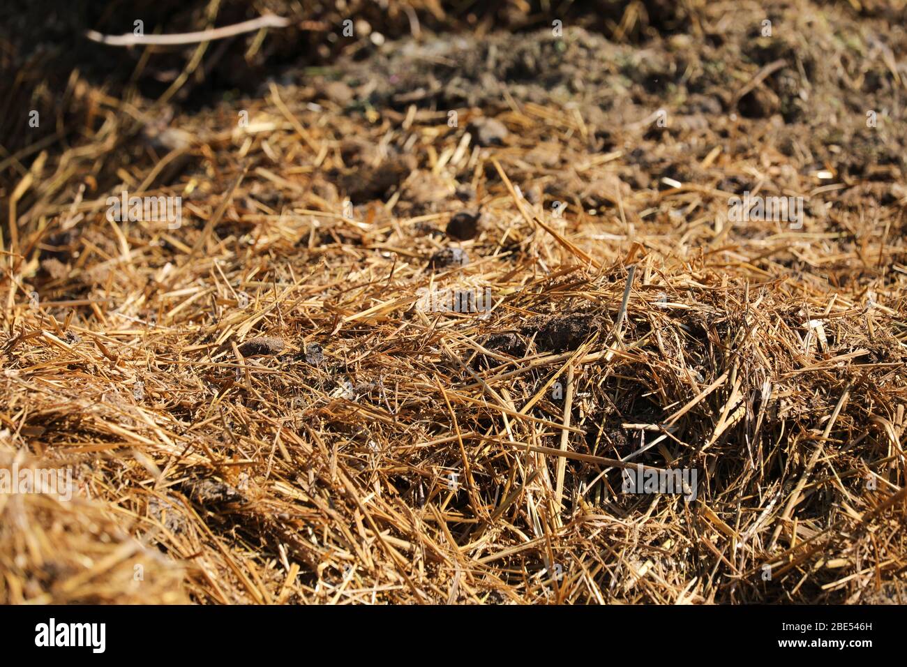 Mist Dung horse manure Stock Photo - Alamy