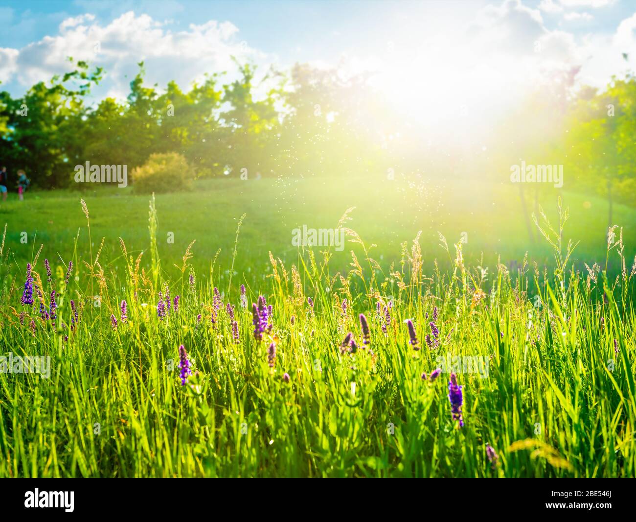 Sunny meadow with white flowers and trees Stock Photo - Alamy