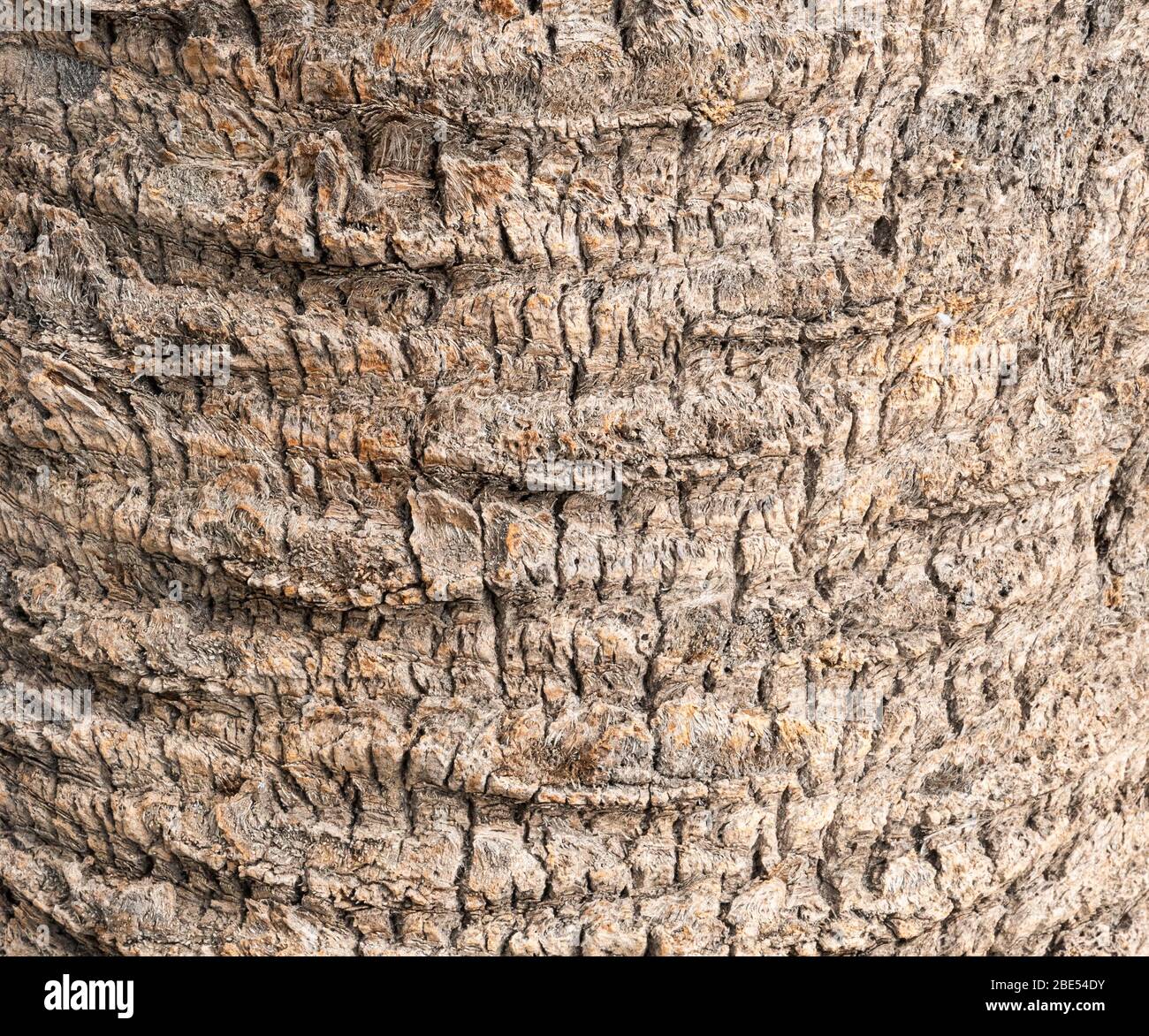 Patterns in wood Stock Photo - Alamy