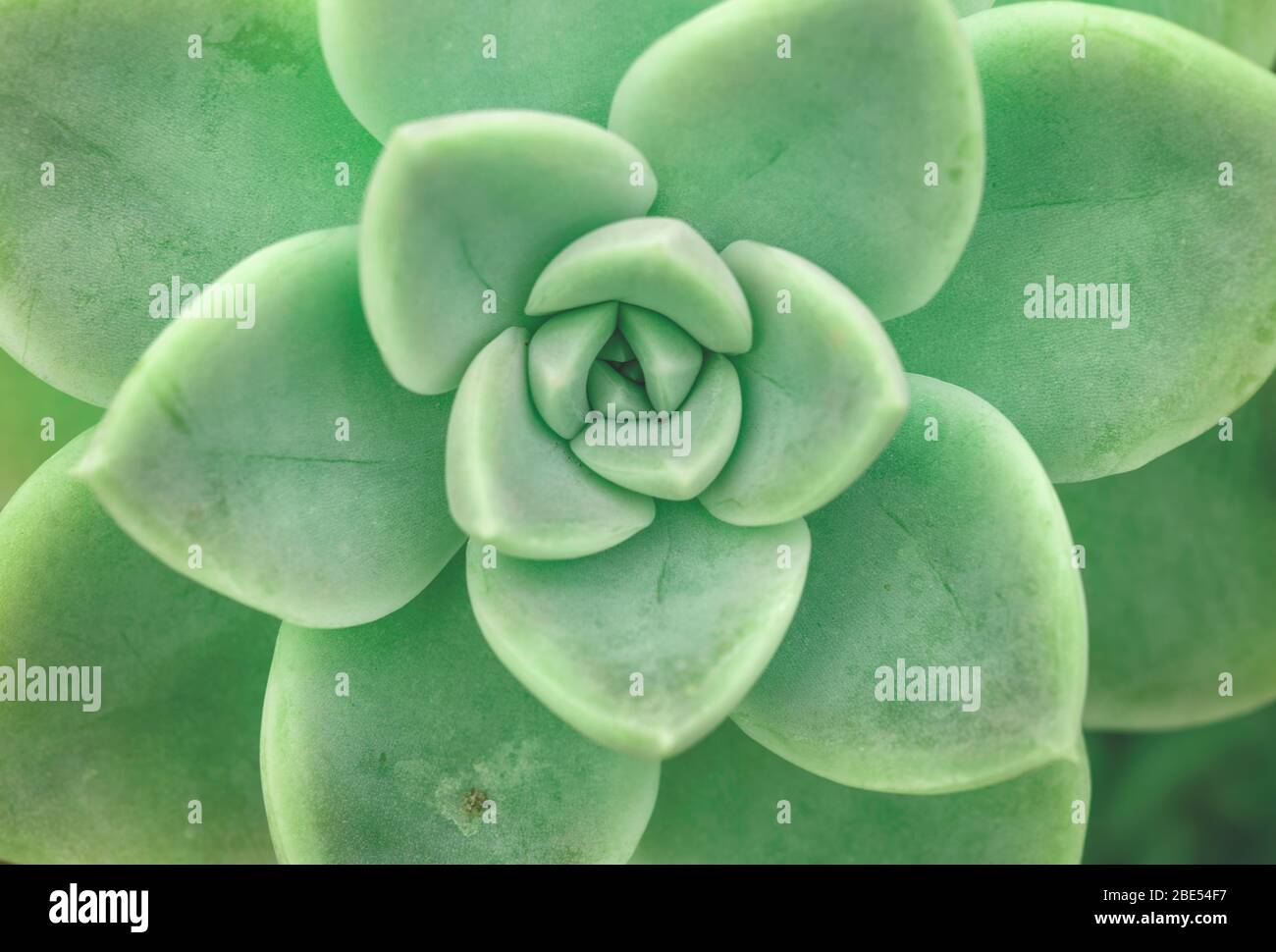 Succulent background image hi-res stock photography and images - Alamy