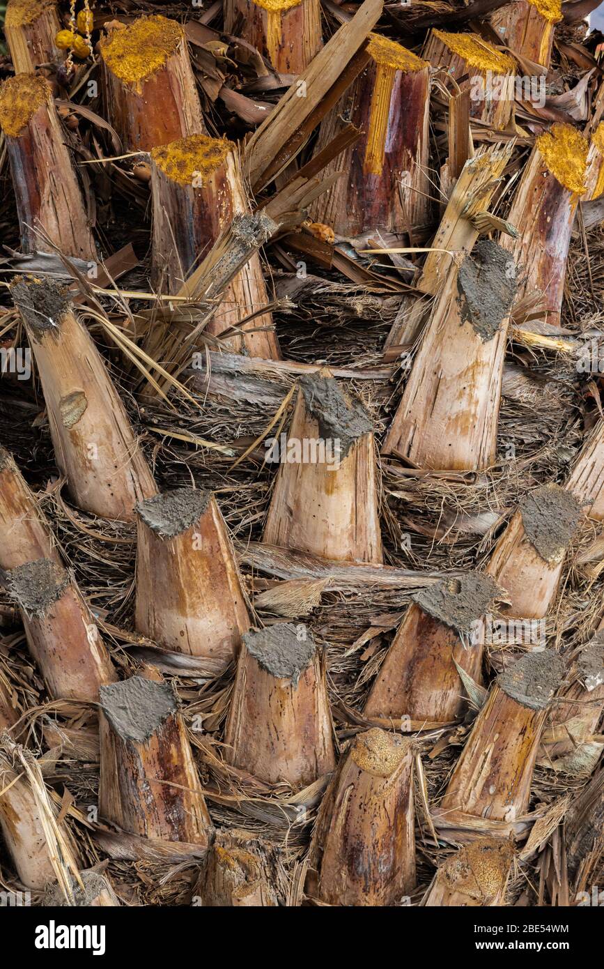 Patterns in wood Stock Photo - Alamy