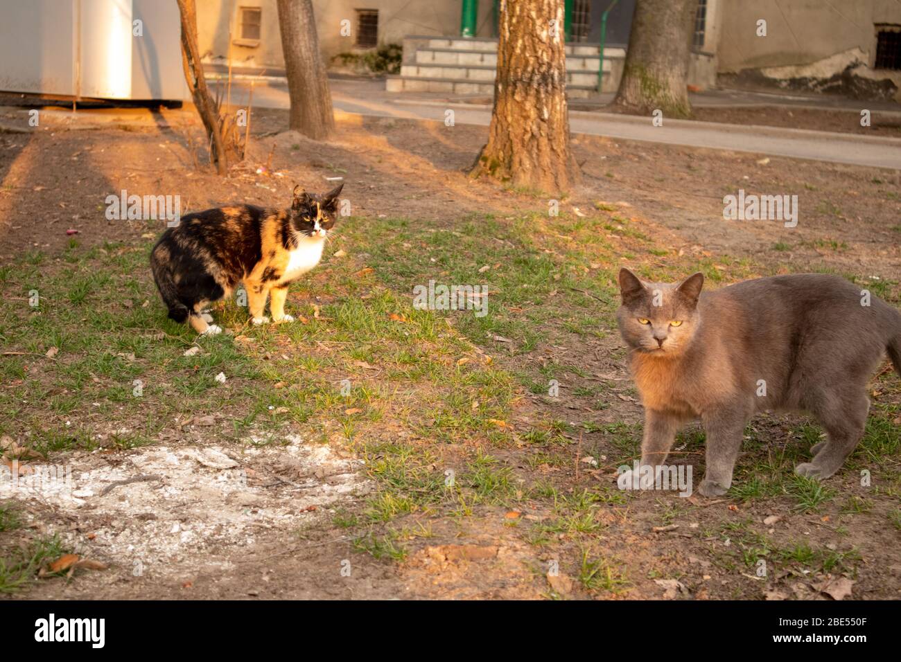 Homeless cats. Cats walk along the street Stock Photo - Alamy