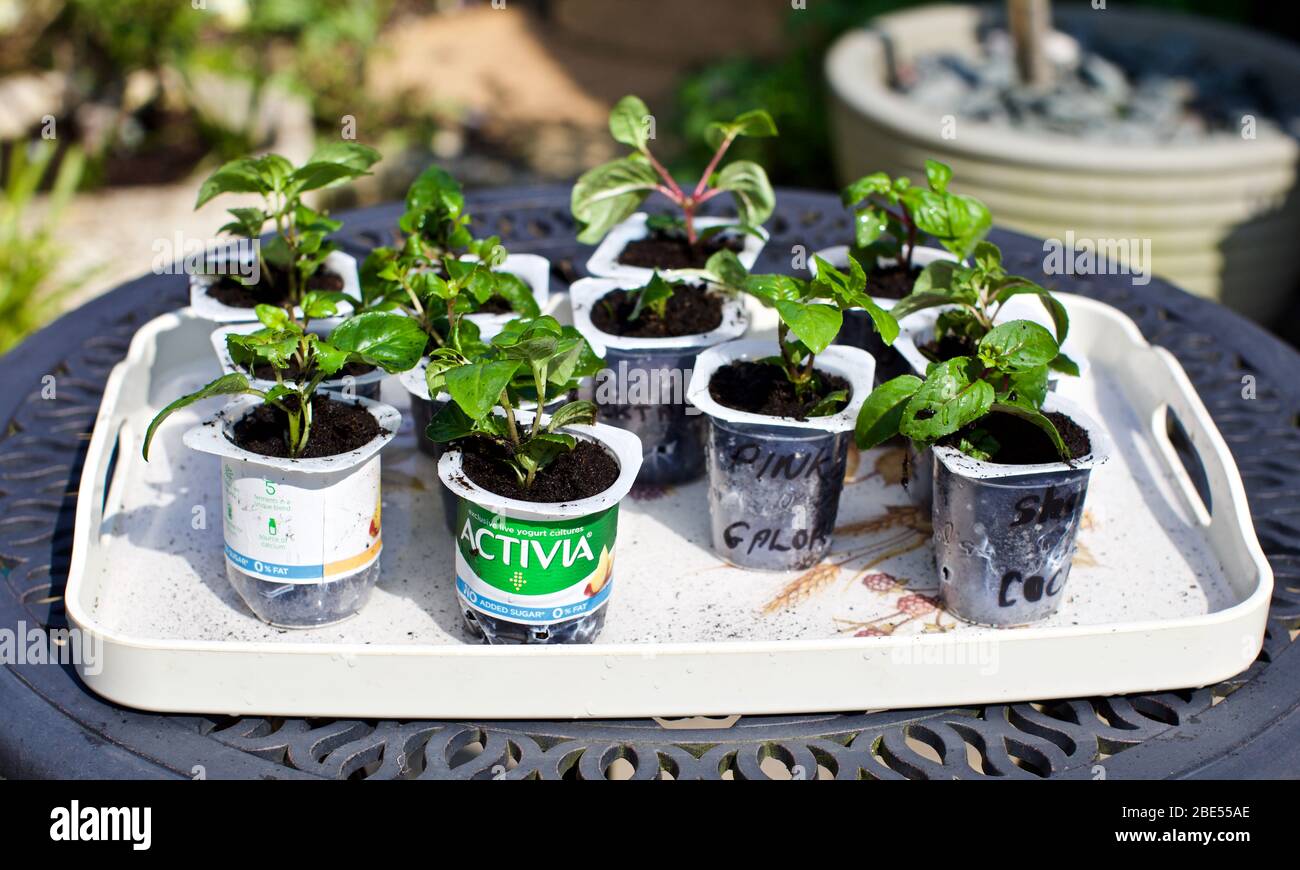 Plug plants hi-res stock photography and images - Alamy