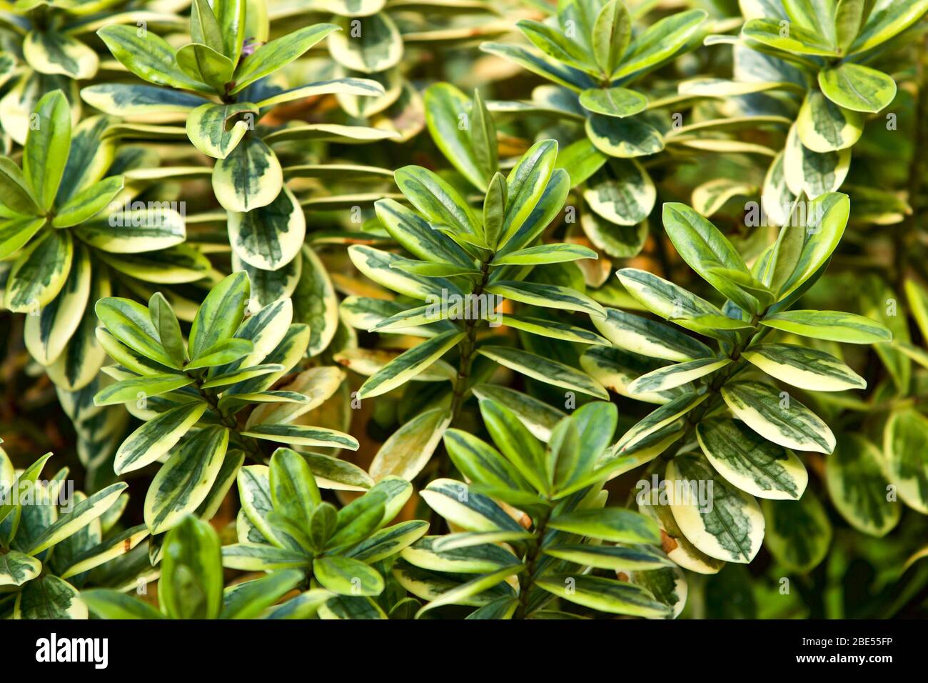 hebe 'Silver Queen' Stock Photo - Alamy