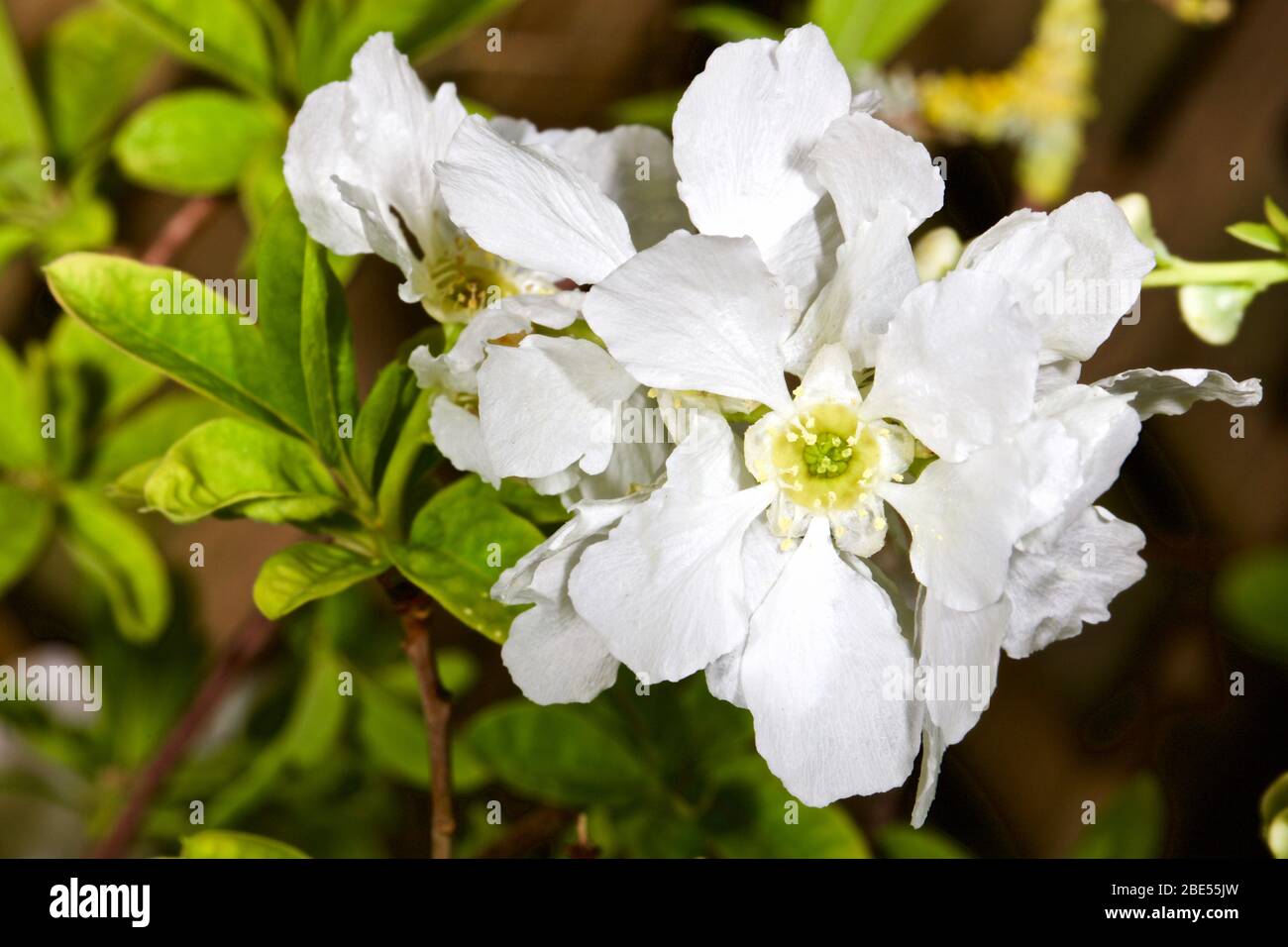 Exochorda x macrantha 'The Bride' pearl bush Stock Photo - Alamy