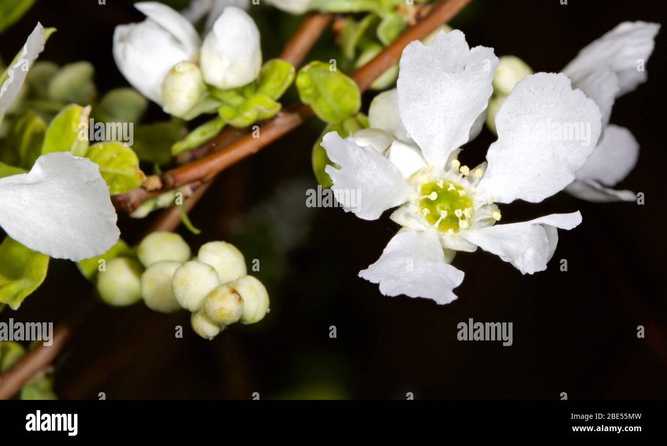 Exochorda x macrantha 'The Bride' pearl bush Stock Photo - Alamy