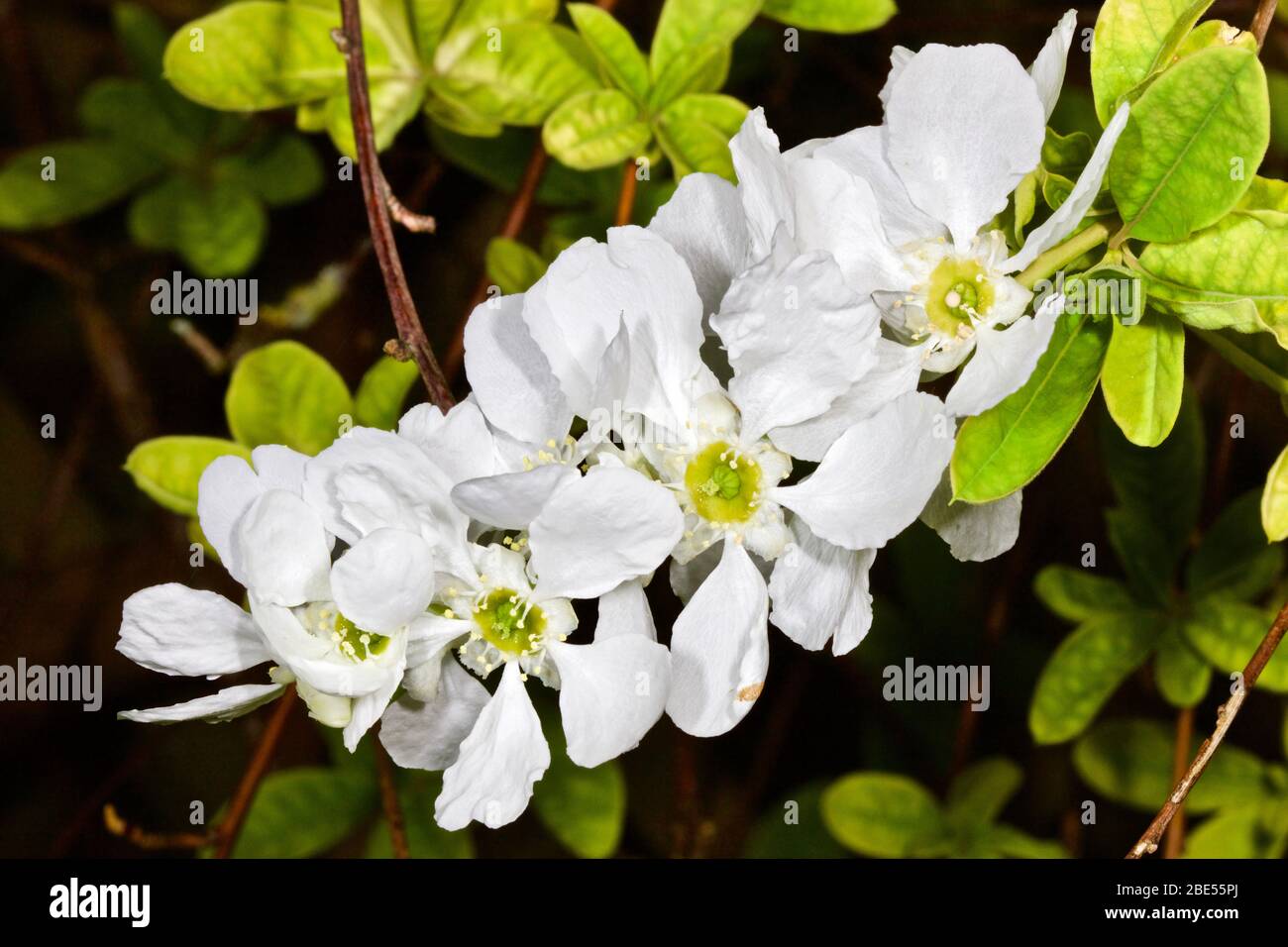 Exochorda x macrantha 'The Bride' pearl bush Stock Photo - Alamy