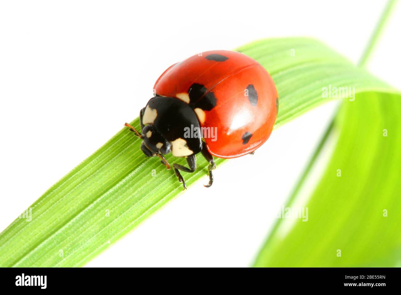 ladybug on grass isolated on white background macro Stock Photo - Alamy