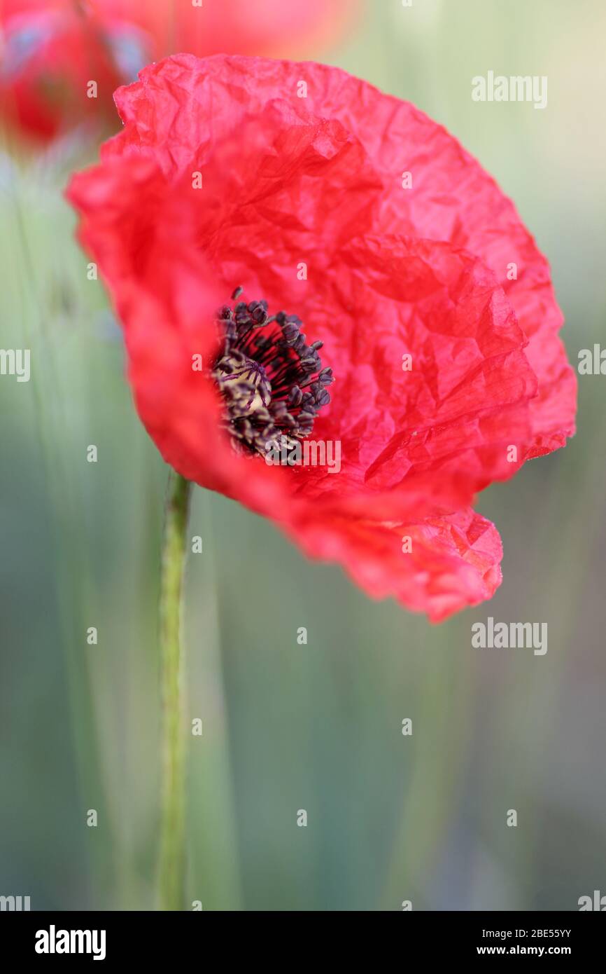 Red poppy side view Stock Photo - Alamy